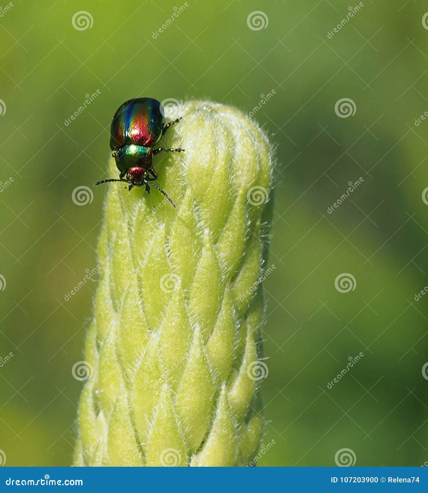 Beetle on plant in sun day stock photo. Image of lupin - 107203900