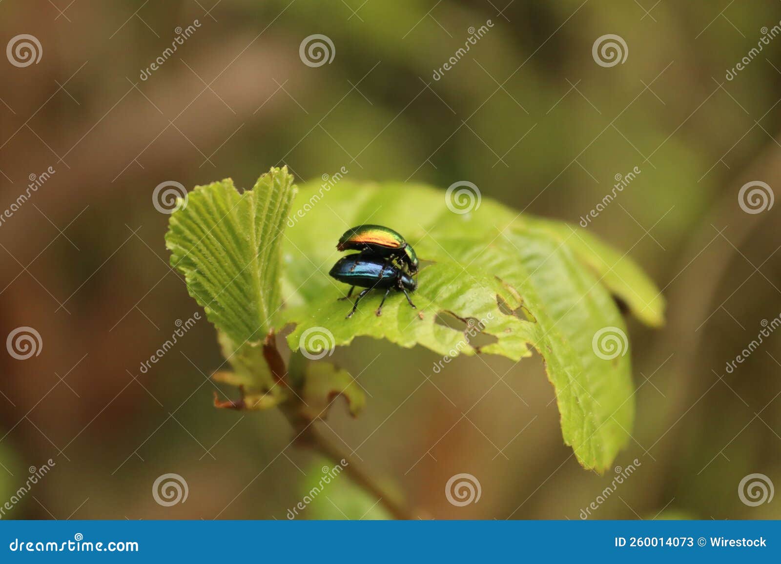 Closeup of Leaf Beetles on a Plant Leaf Stock Image - Image of detail ...