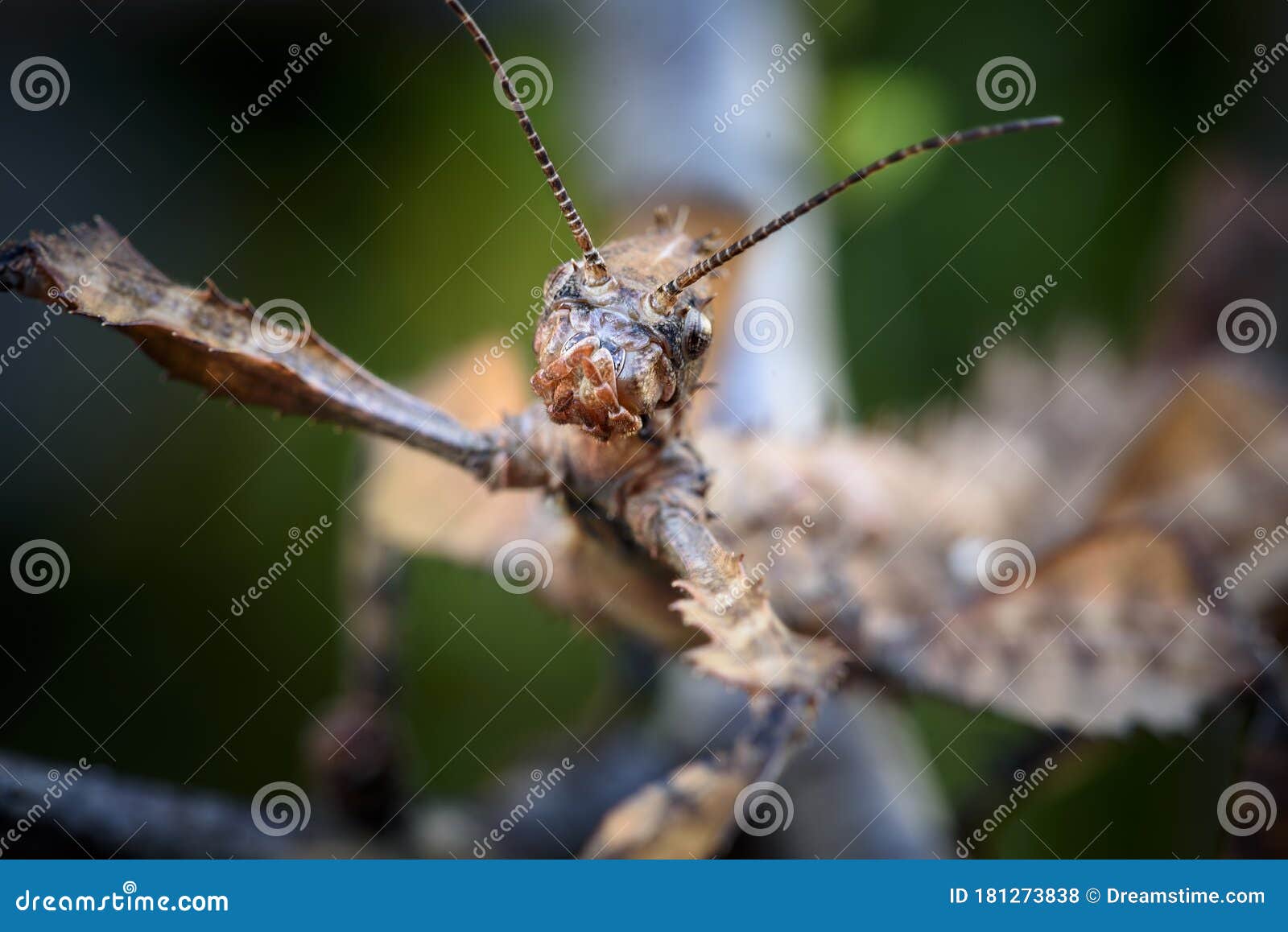 Closeup of a leaf insect stock photo. Image of insects - 181273838
