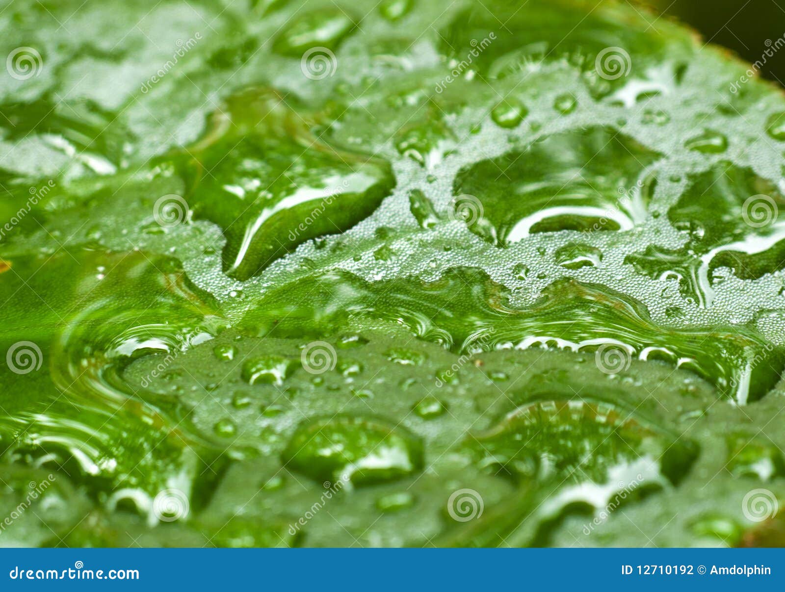 Closeup of a Leaf Saturated with Rain Stock Photo - Image of foliage ...