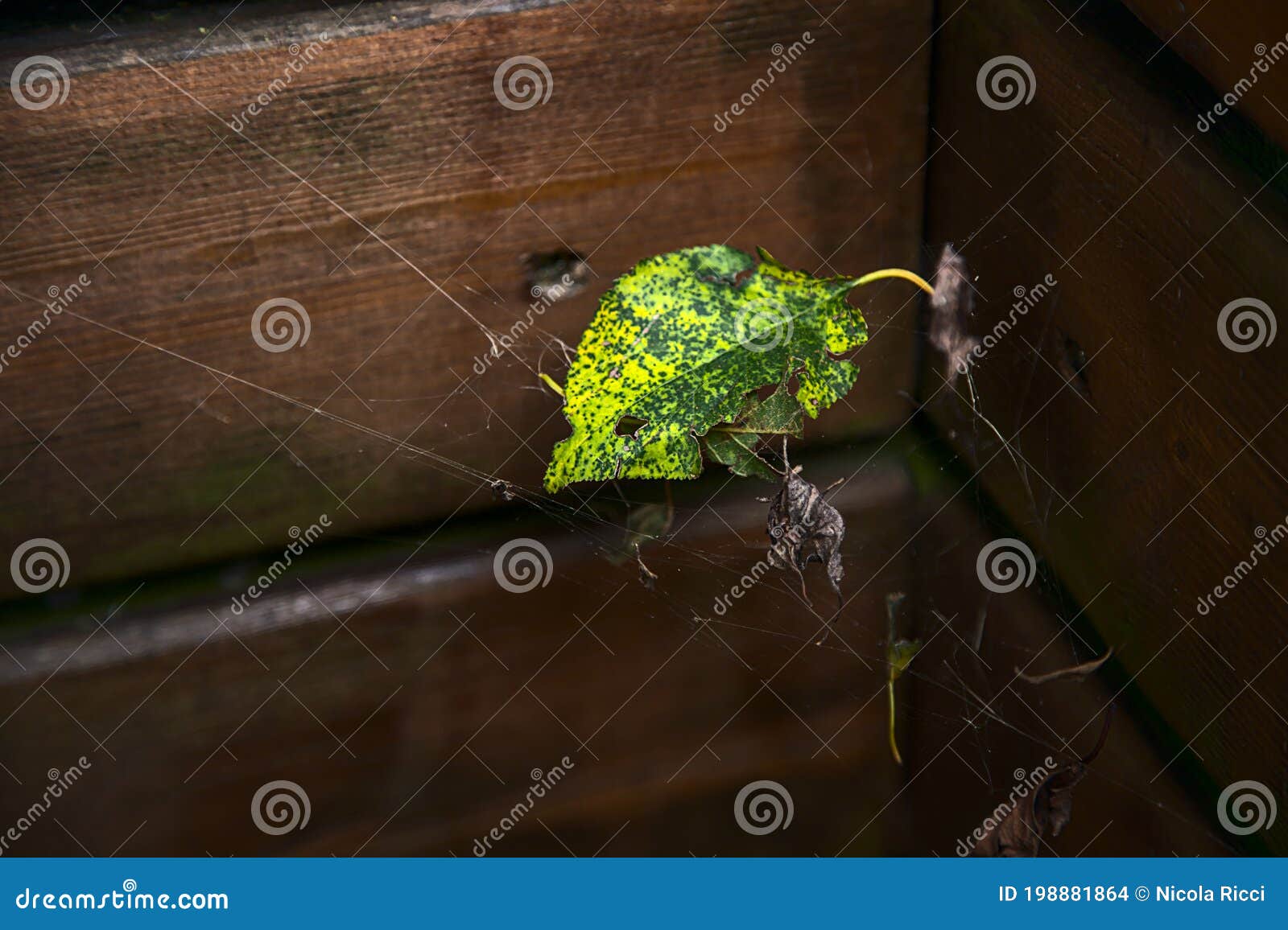 Closeup of a Leaf in a Spider Web Stock Photo - Image of healthy, green ...