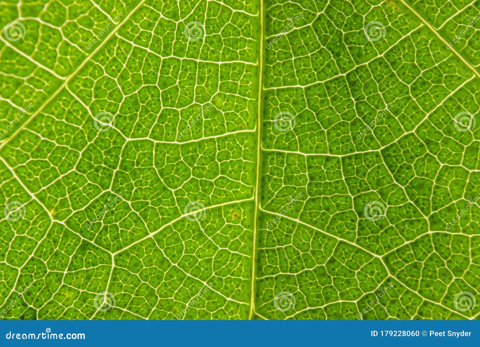 Vains Stock Photos - Download 385 Royalty Free Photos