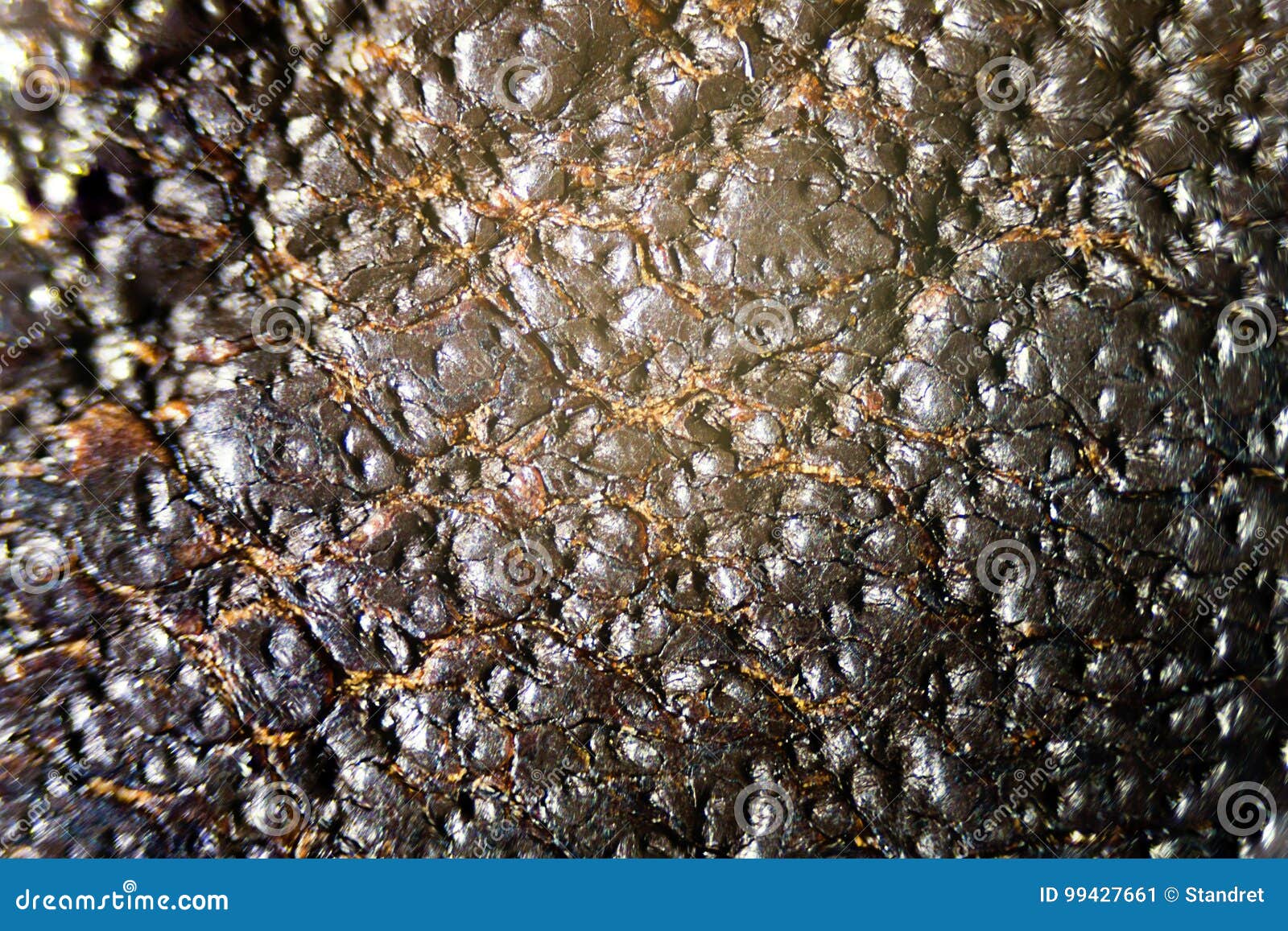 Closeup on a Leather Texture Under a Microscope. Stock Image - Image of ...