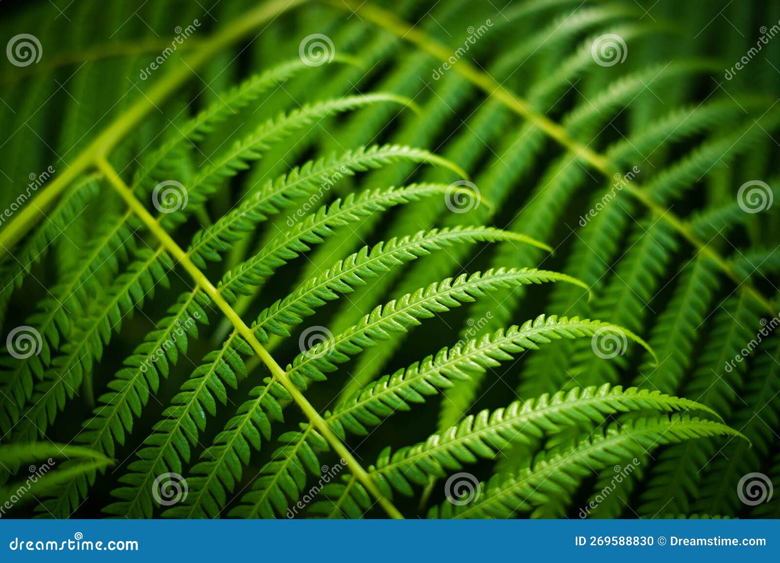 Closeup of Leavef from Mexican Tree Fern Stock Photo - Image of tree ...
