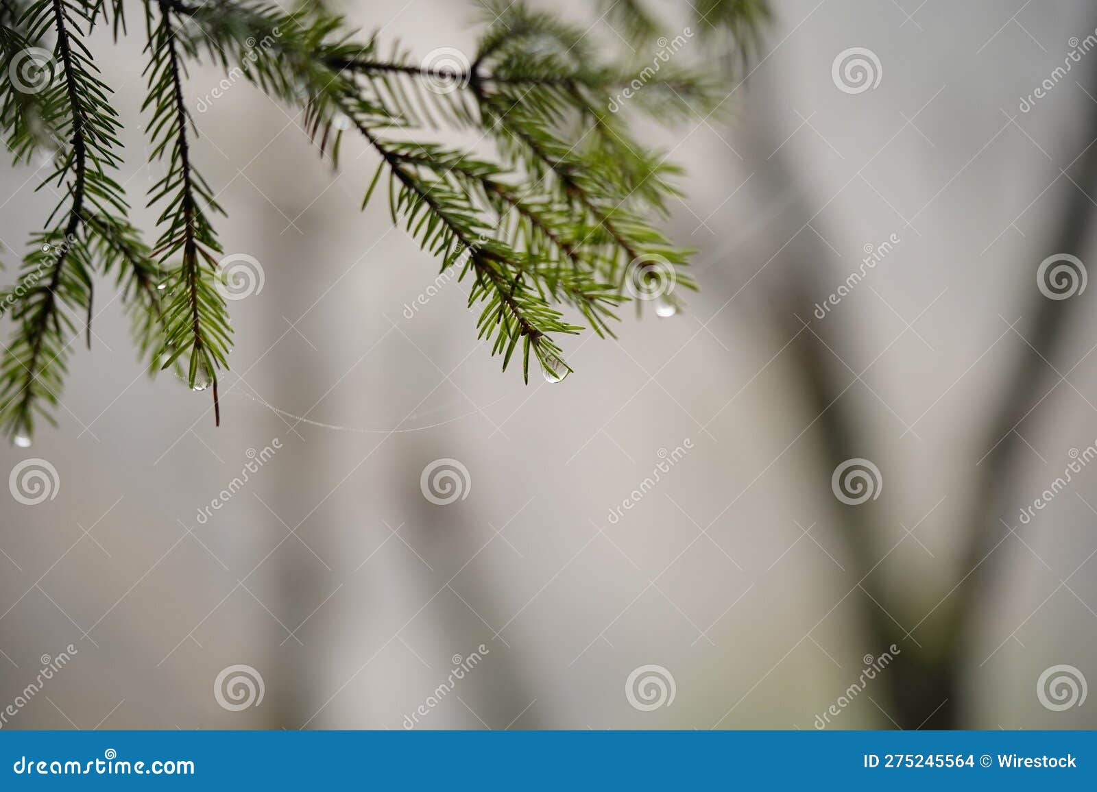 Closeup of the Leaves of an Evergreen Tree Against a Bright, Natural ...