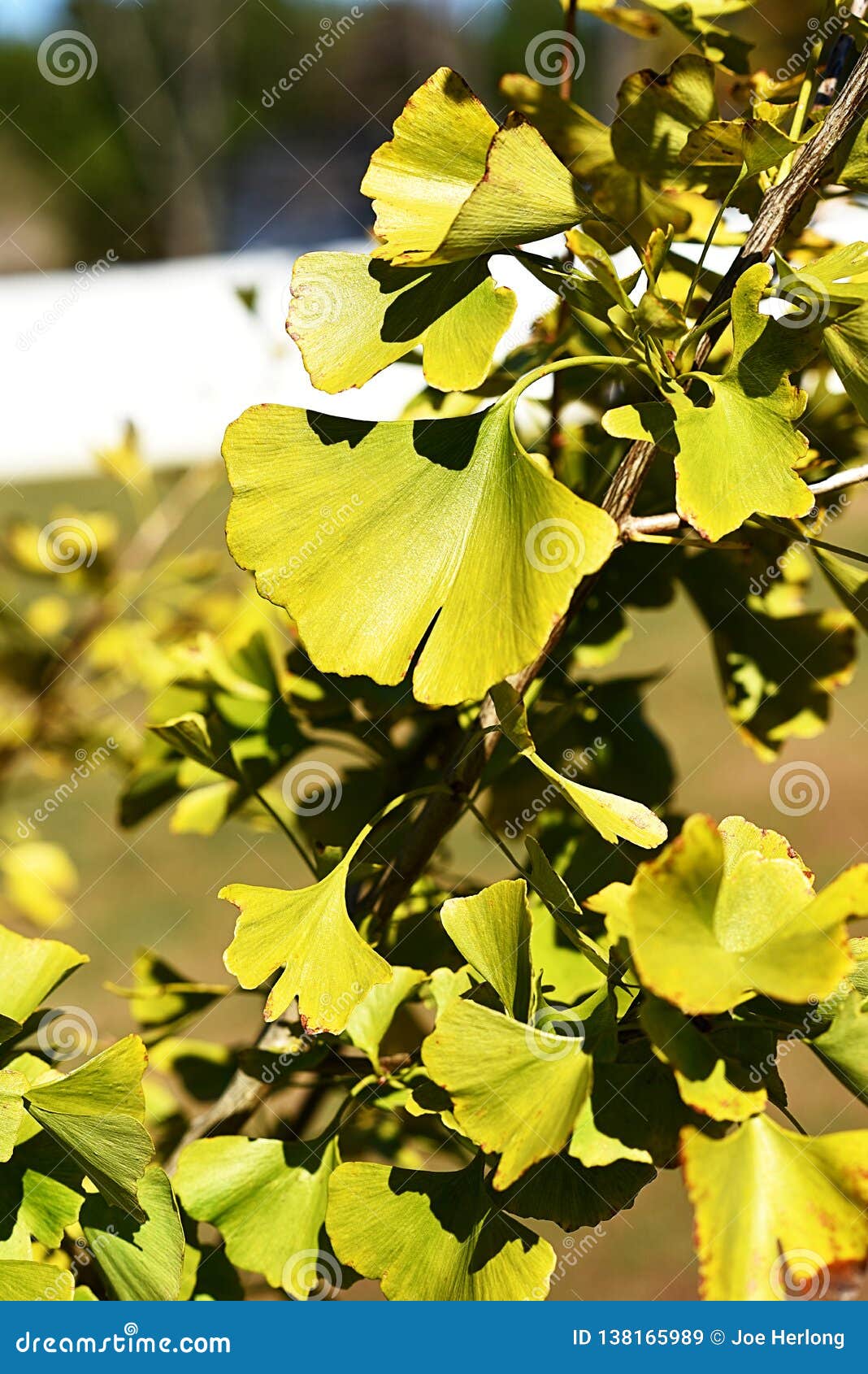 A Closeup of a the Leaves on a Gingko Tree. Stock Image - Image of ...