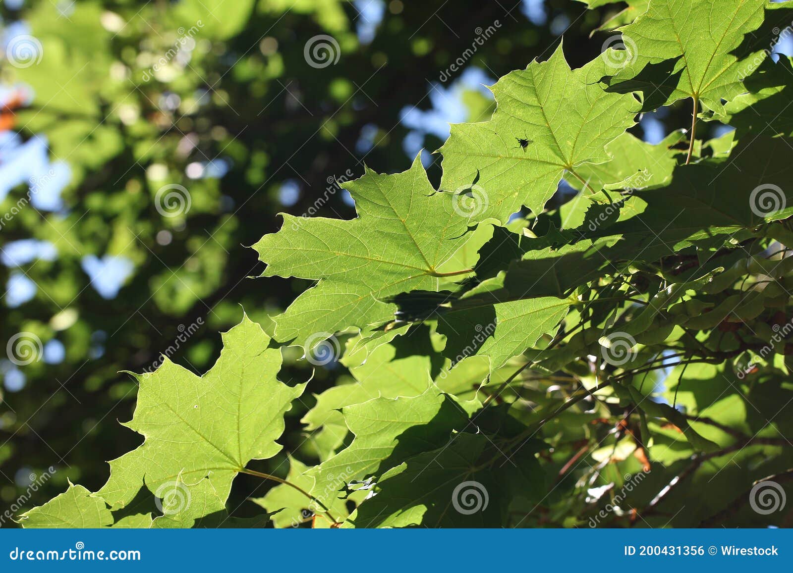 Closeup of Leaves with Sun Rays Falling on Them Stock Photo - Image of ...