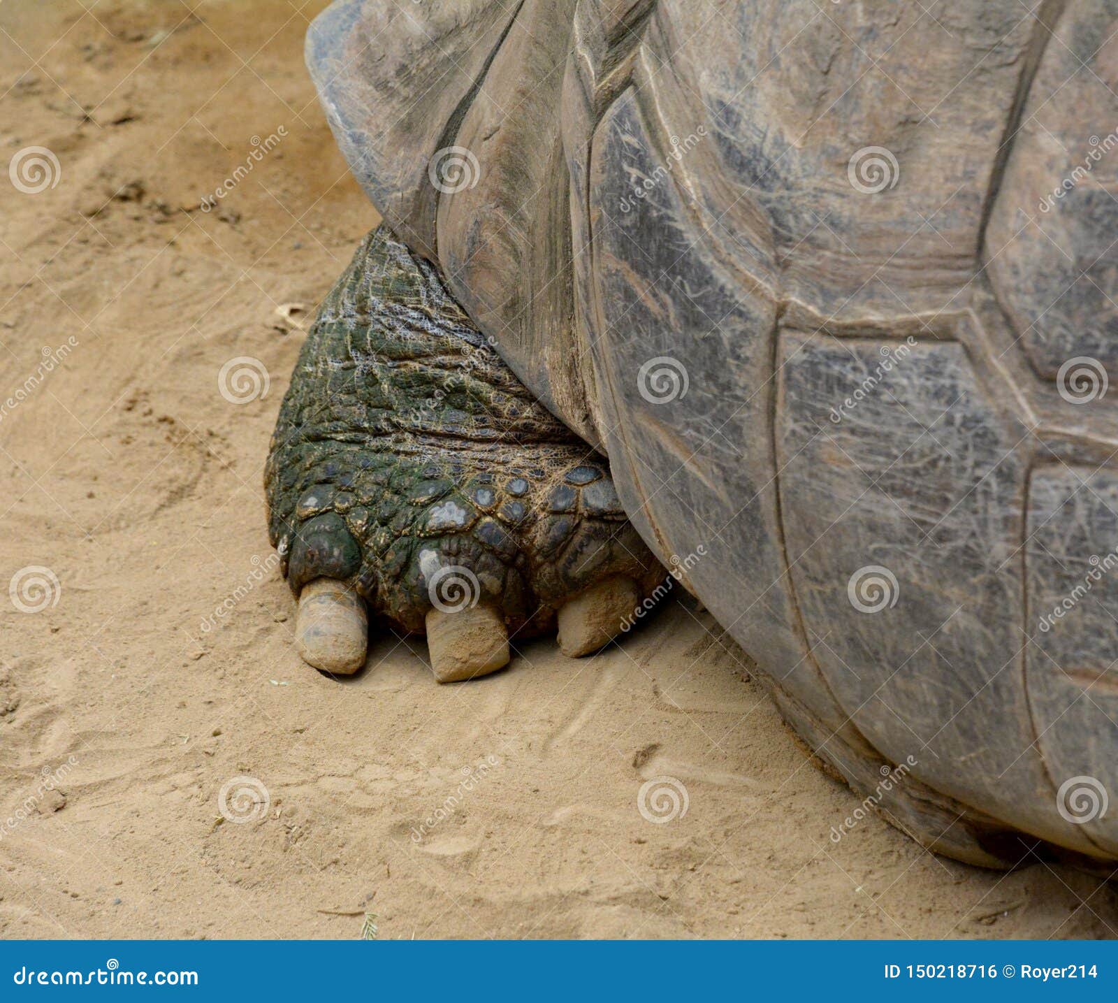 Leg of Giant Tortoise stock photo. Image of conservation - 150218716