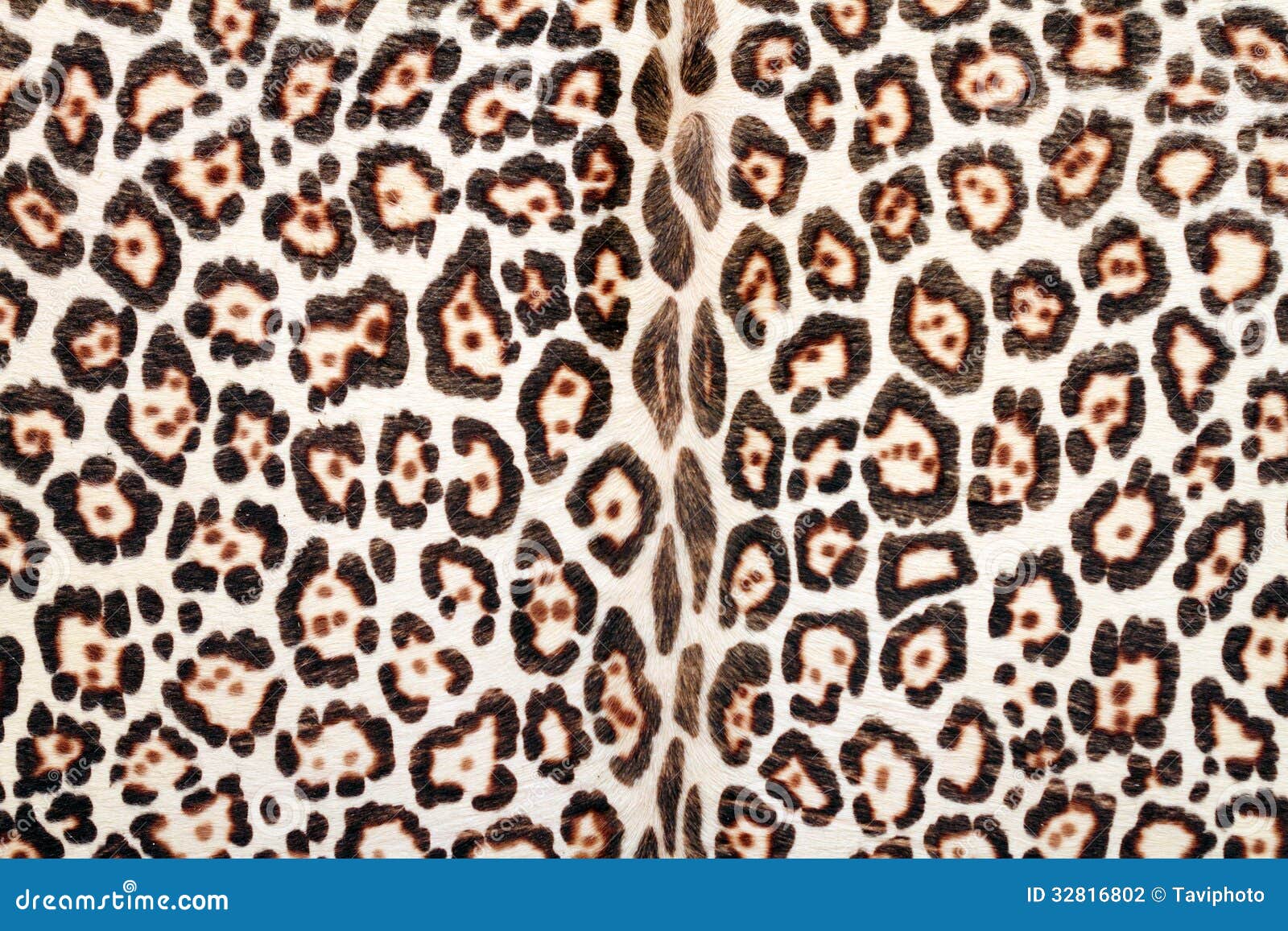 Closeup of leopard fur stock photo. Image of backdrop - 32816802