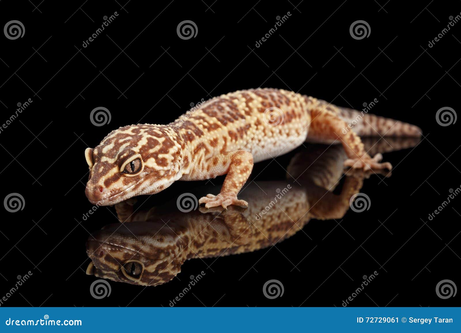 Closeup Leopard Gecko Eublepharis Macularius Isolated Black Background ...
