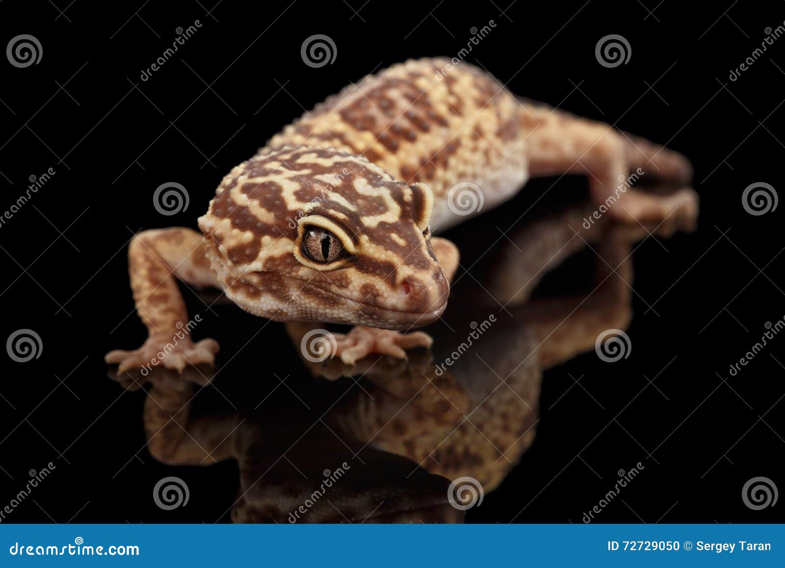 Closeup Leopard Gecko Eublepharis Macularius Isolated on Black ...