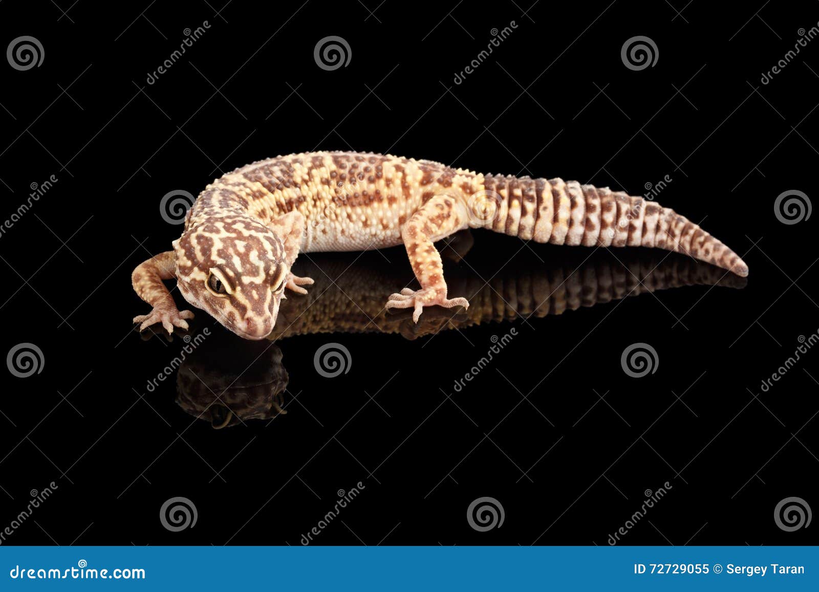 Closeup Leopard Gecko Eublepharis Macularius Isolated on Black ...