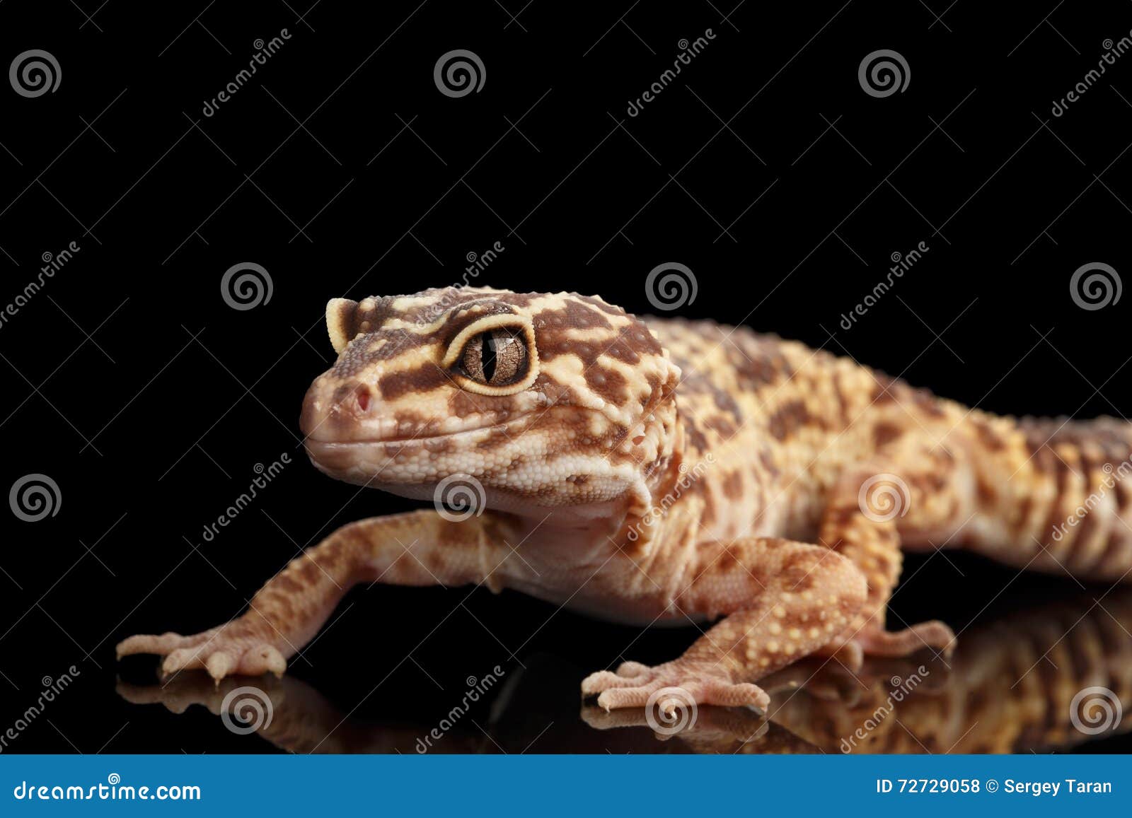 Closeup Leopard Gecko Eublepharis Macularius Isolated on Black ...