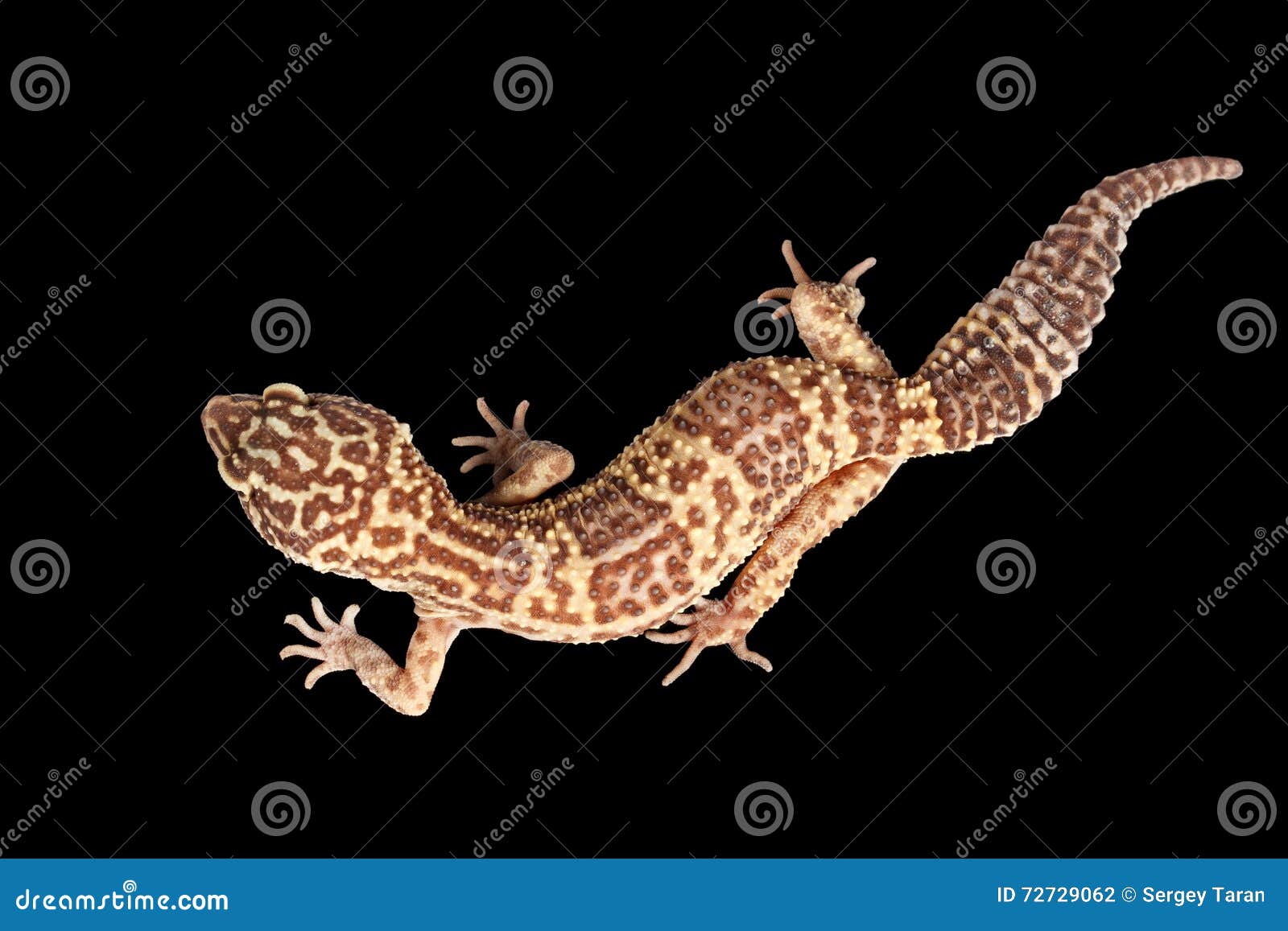 Closeup Of Gecko Native To New Zealand, Taken In Captivity Royalty-Free ...