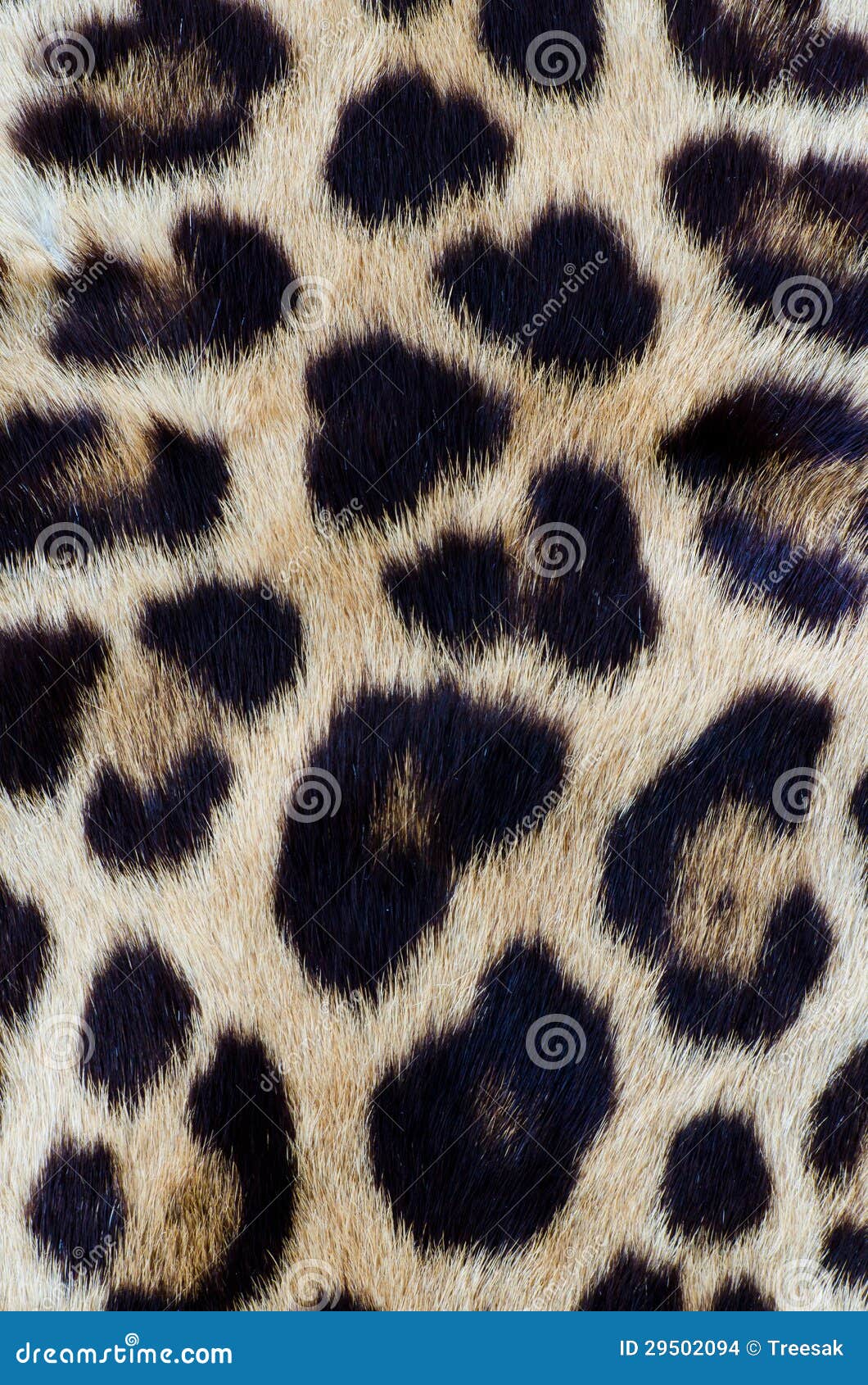 Closeup leopard hair stock photo. Image of hair, wallpaper - 29502094