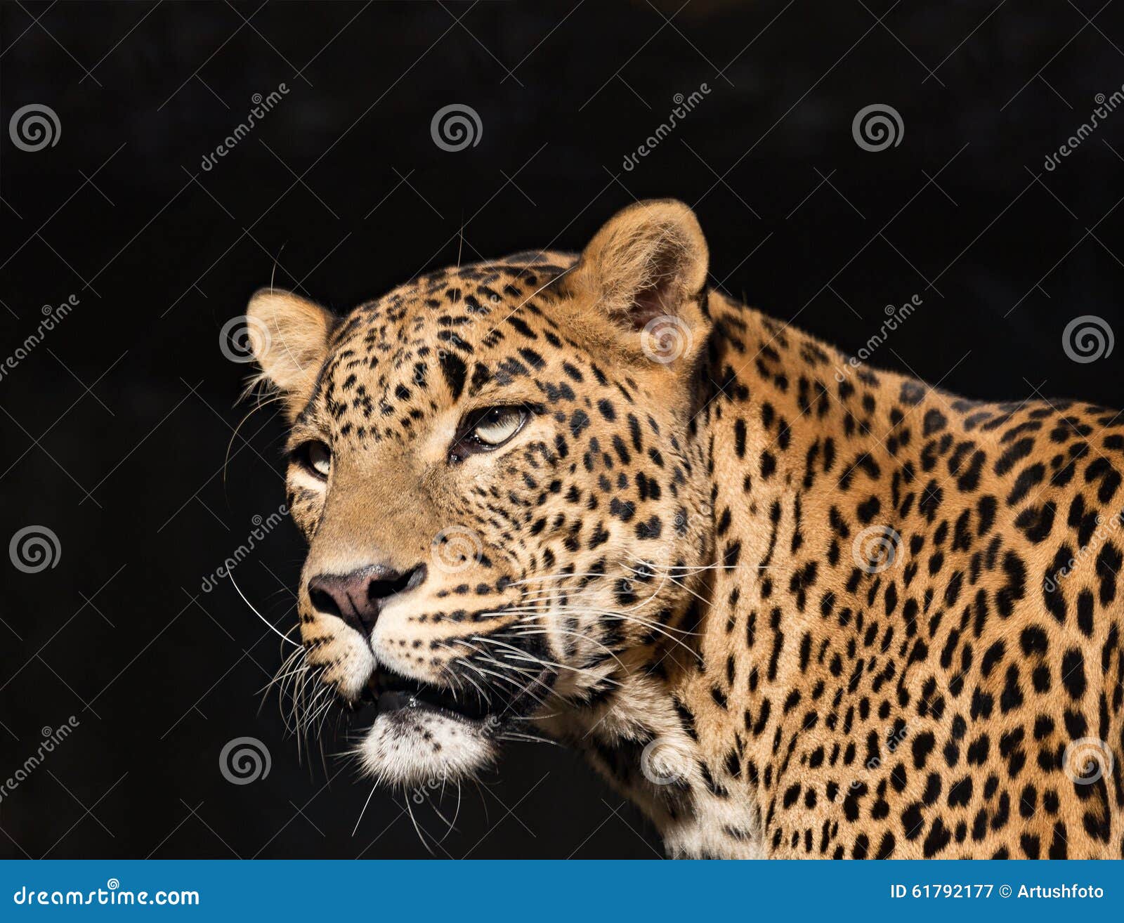 Closeup of Leopard Looks Forward Stock Image - Image of outdoors ...