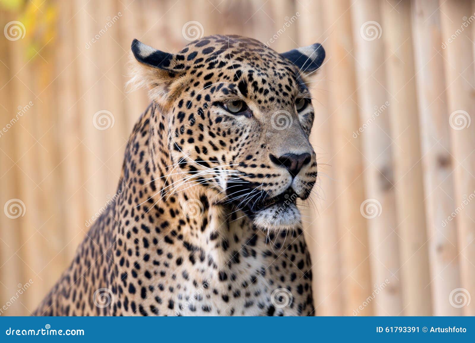 Closeup of Leopard Looks Forward Stock Image - Image of central ...