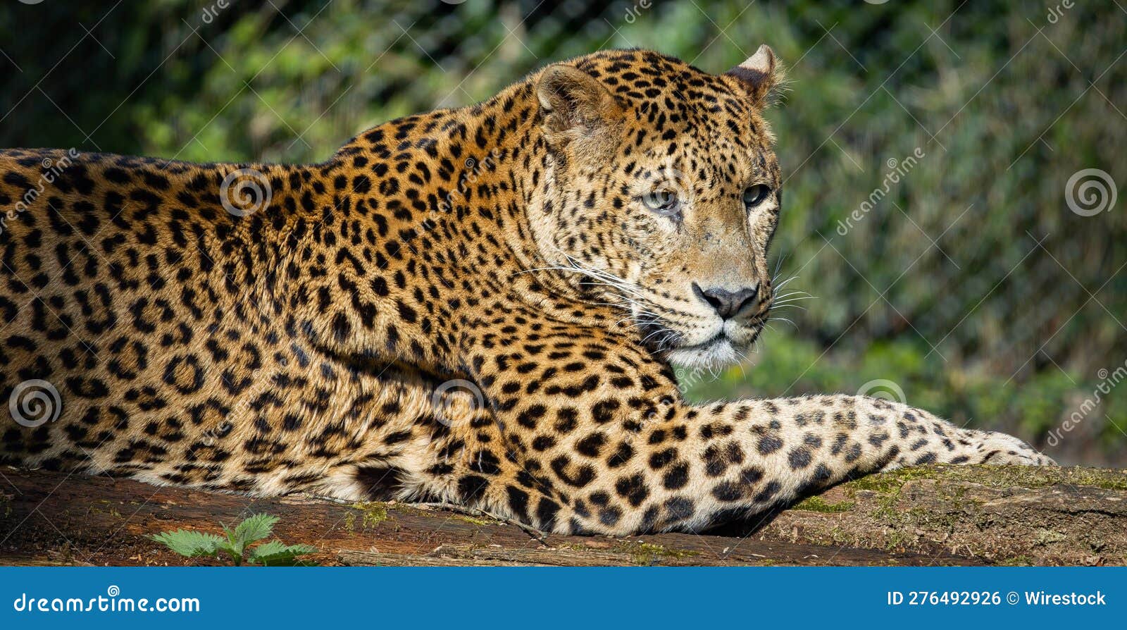 Closeup of a Leopard Lying on a Tree Log in a Zoo Stock Photo - Image ...