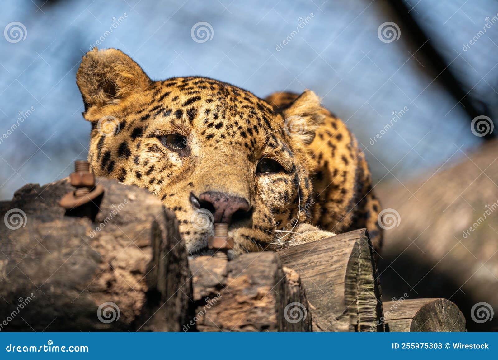 Closeup of a Leopard Relaxing while Placing Its Head on a Wooden Log ...