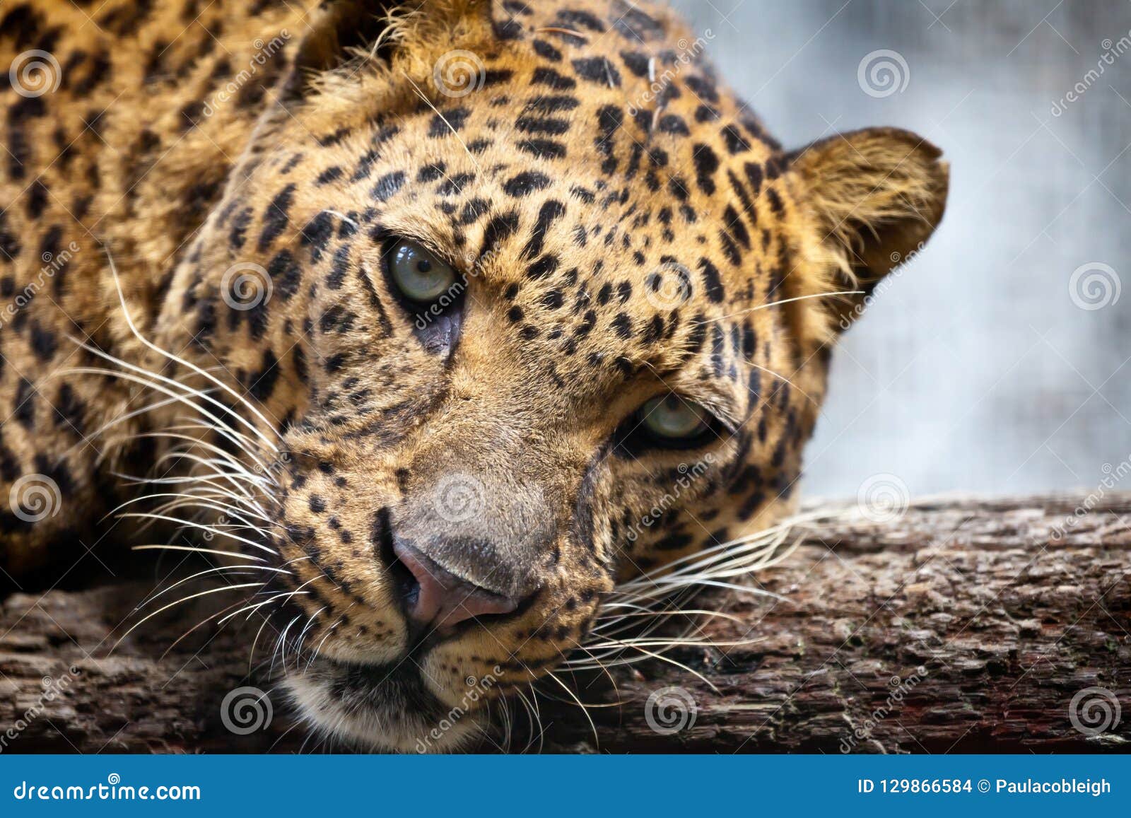 Closeup of a Leopard Resting Its Head on a Log Stock Photo - Image of ...