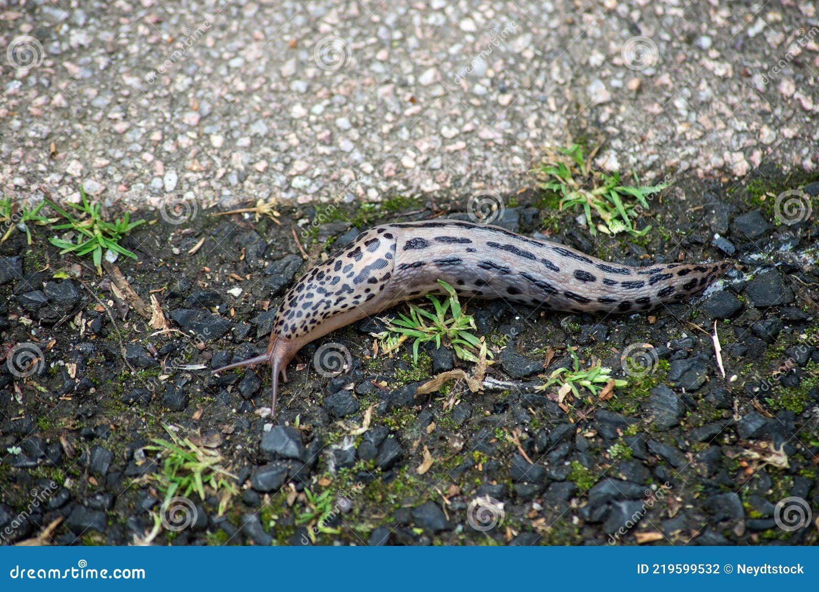 Leopard Slug on the Floor on Top View Stock Photo - Image of ...