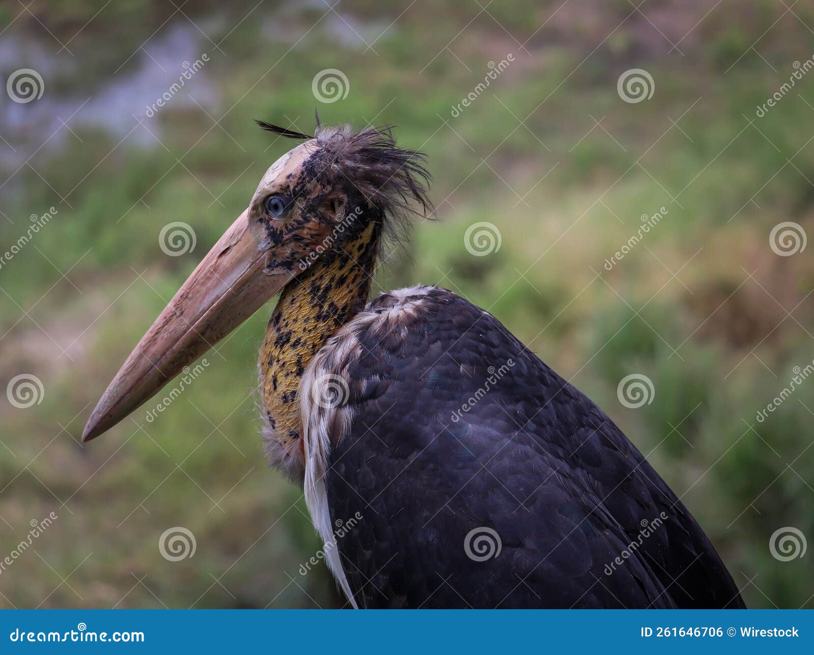 Closeup of a Lesser Adjutant with a Long Pointy Beak Looking Down on a ...