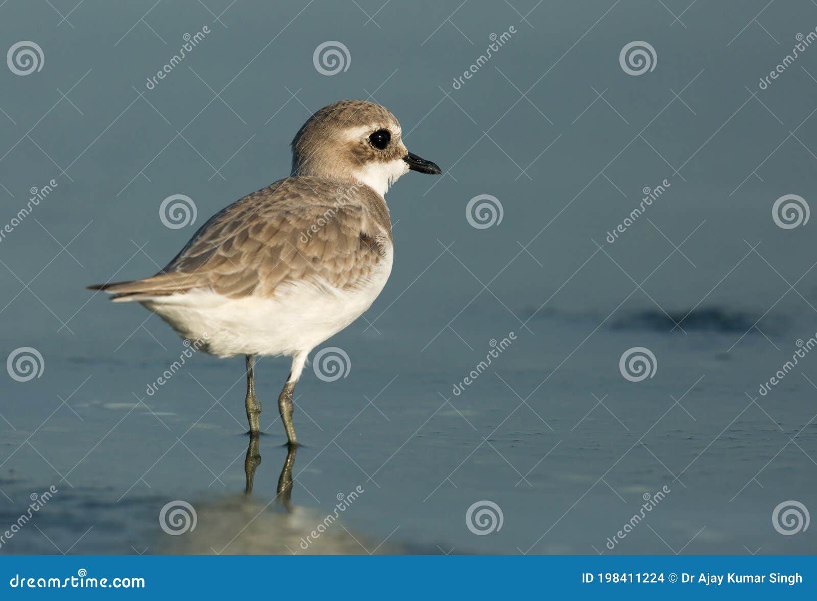 Closeup of Lesser Sand Plover Stock Photo - Image of nature, vertebrate ...