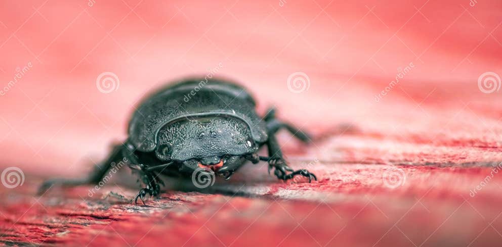 Closeup of a Lesser Stag Beetle Stock Photo - Image of spooky, black ...