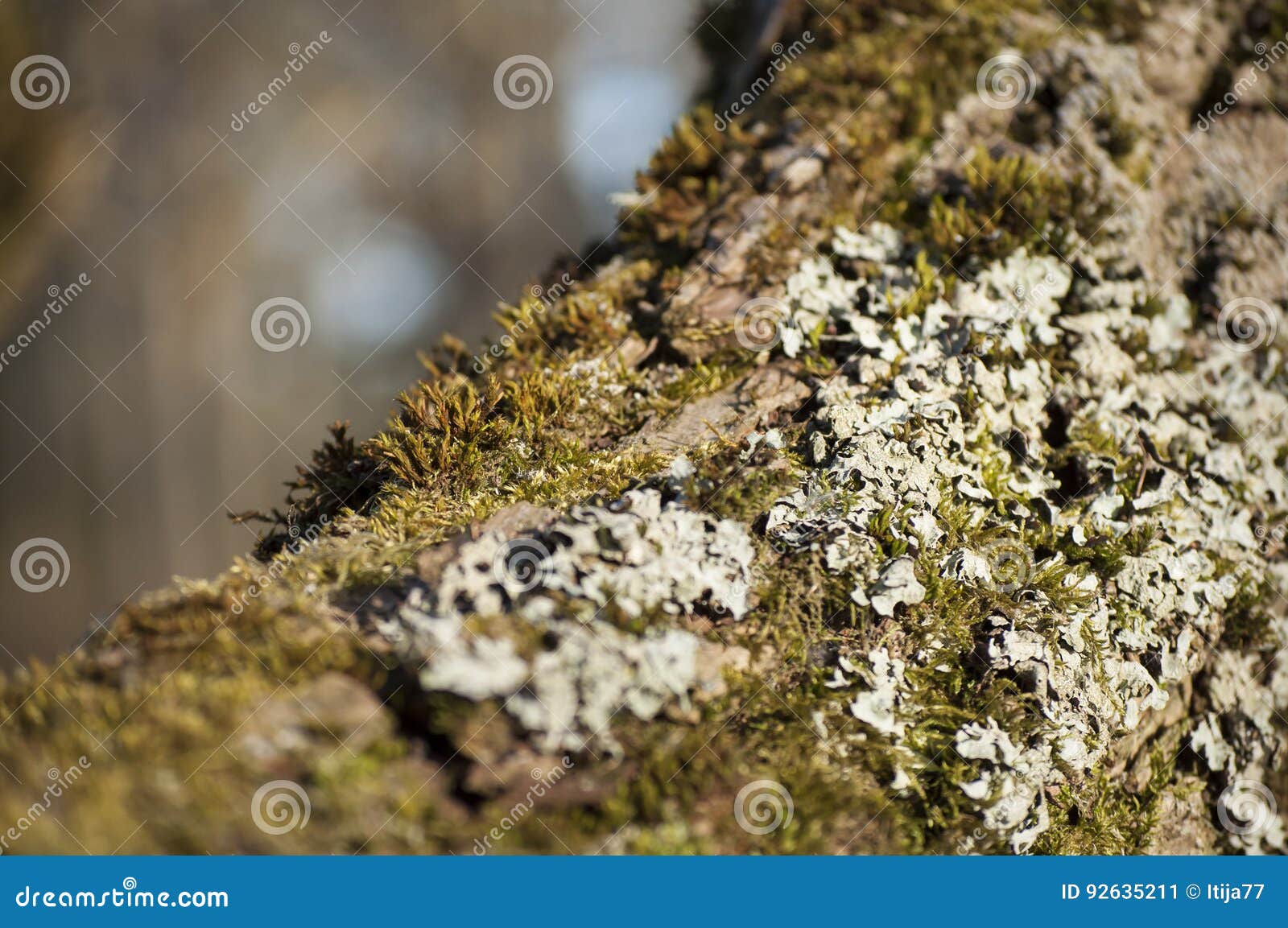 Closeup of Lichen and Moss on a Tree Stock Image - Image of ecosystem ...