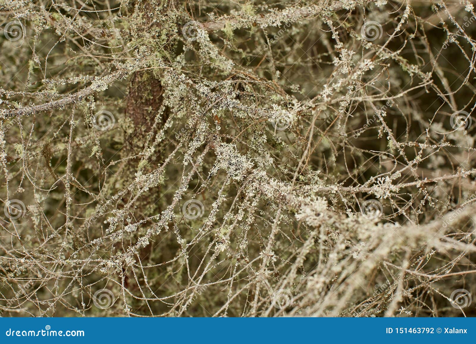 Closeup of lichen on tree stock photo. Image of view - 151463792