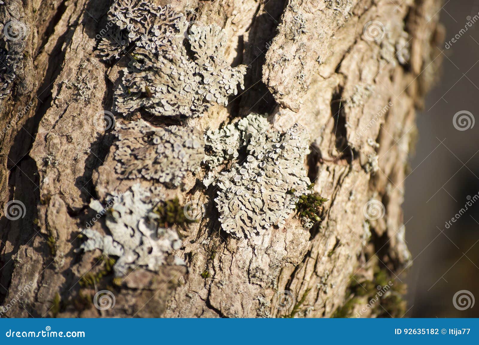 Closeup of Lichen on a Tree Stock Photo - Image of sunlight, close ...