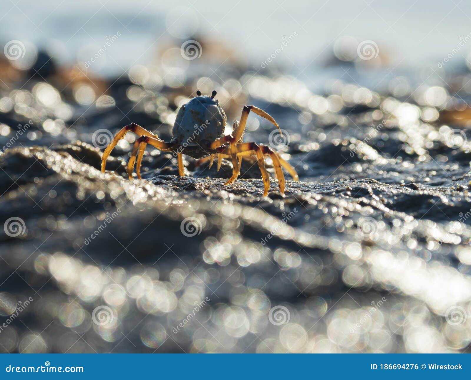 Closeup of a Light-blue Soldier Crab on the Beach Stock Photo - Image ...