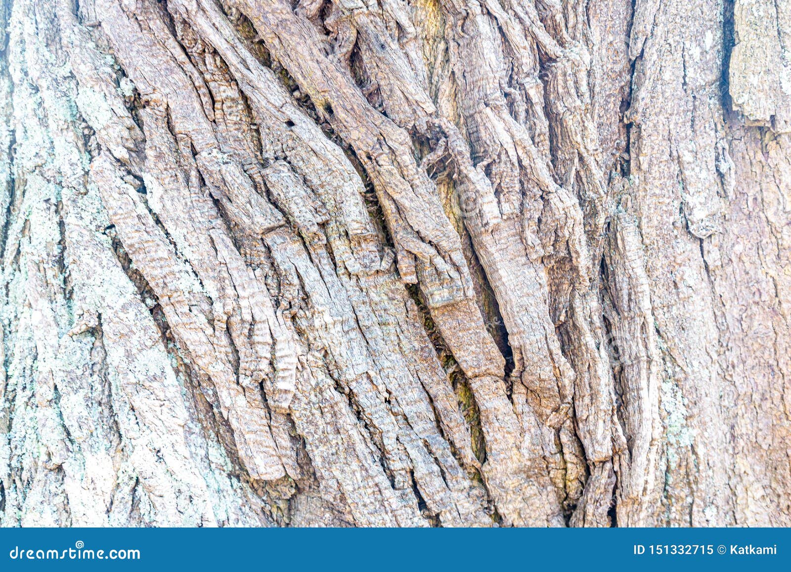 Light Colored Tree Bark Texture Stock Image - Image of barn, antique ...