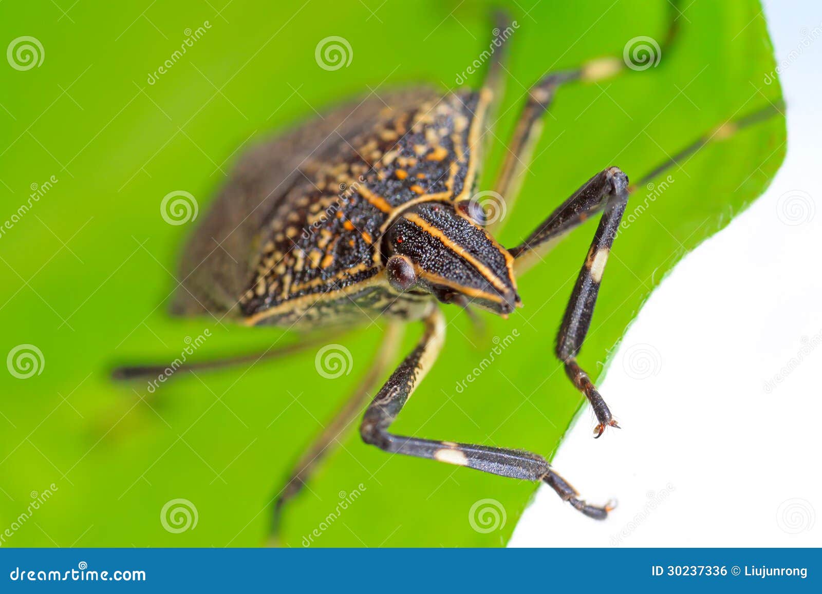 Linen skin stinkbug stock photo. Image of green, larva - 30237336