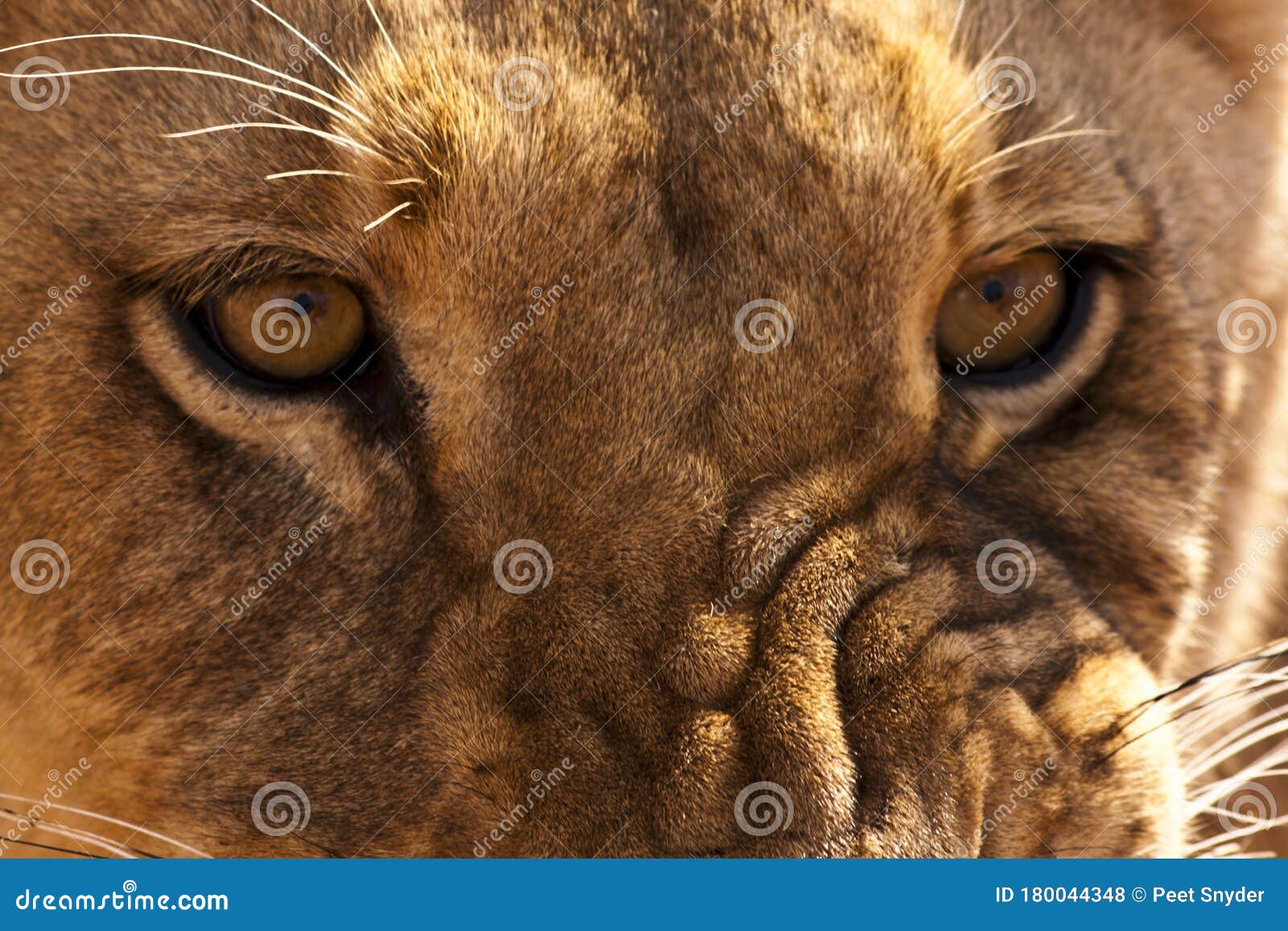 Closeup of lion face stock photo. Image of carnivore - 180044348