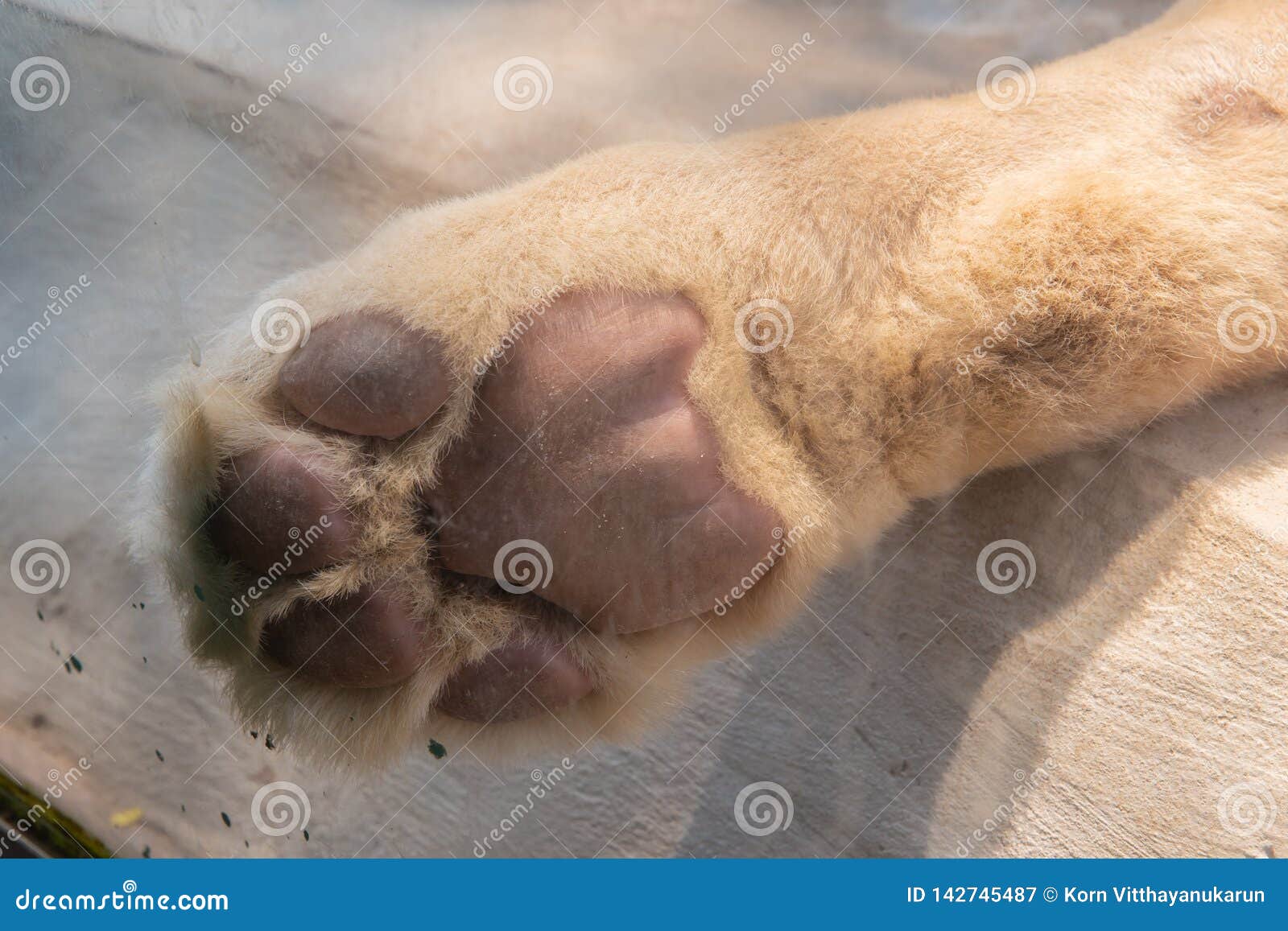 Closeup Lion Feet or Tiger Paw Stock Image - Image of nature, wolf ...
