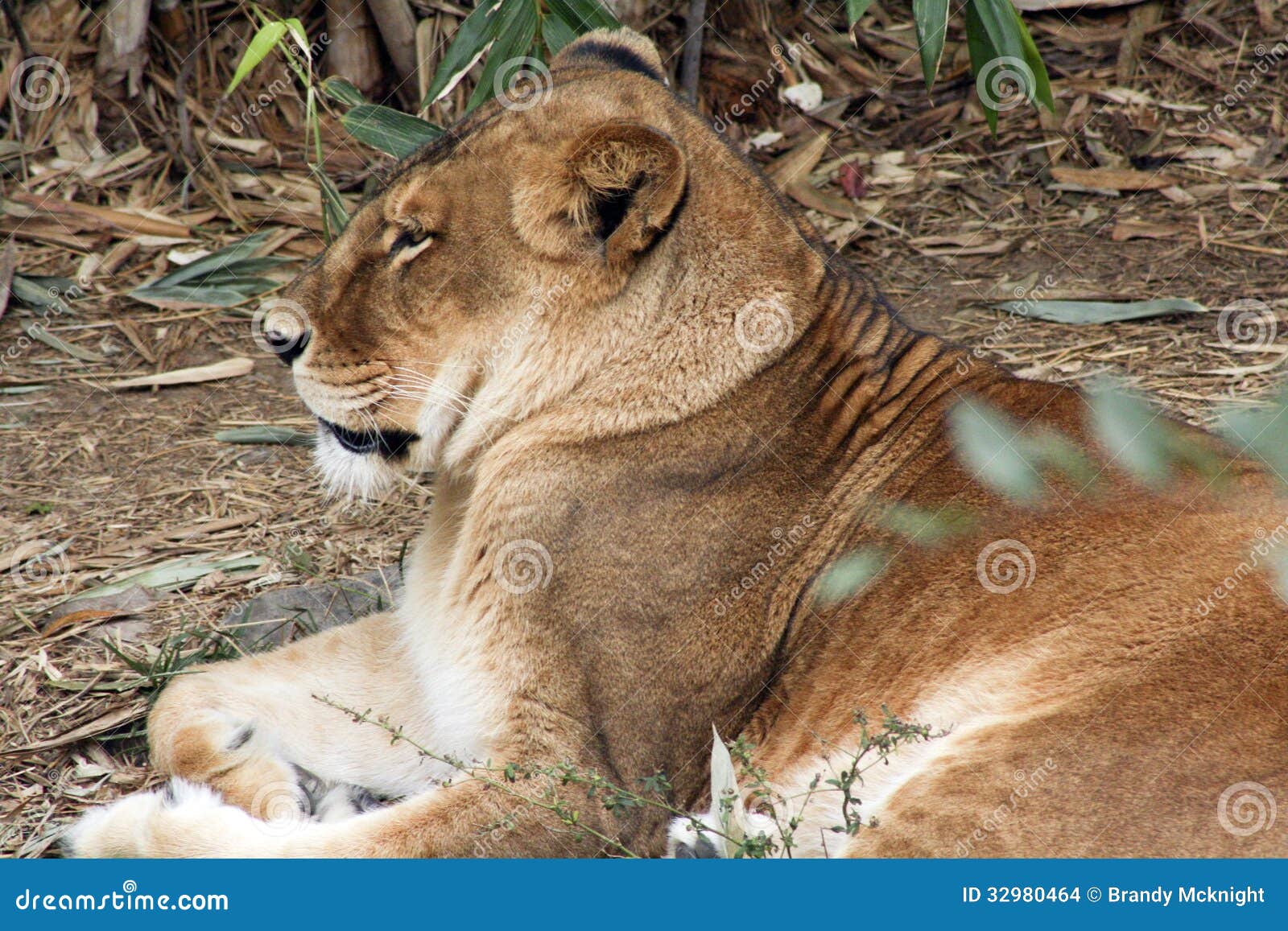 Closeup of a Lioness stock photo. Image of cute, climbing - 32980464
