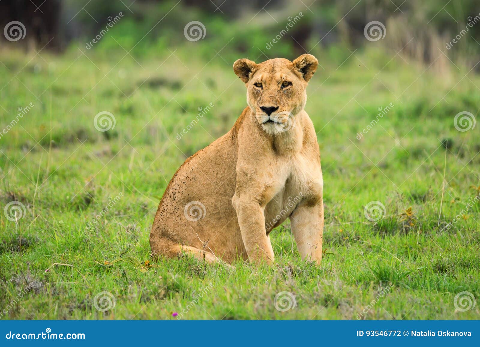Closeup of lioness stock photo. Image of panthera, reserve - 93546772