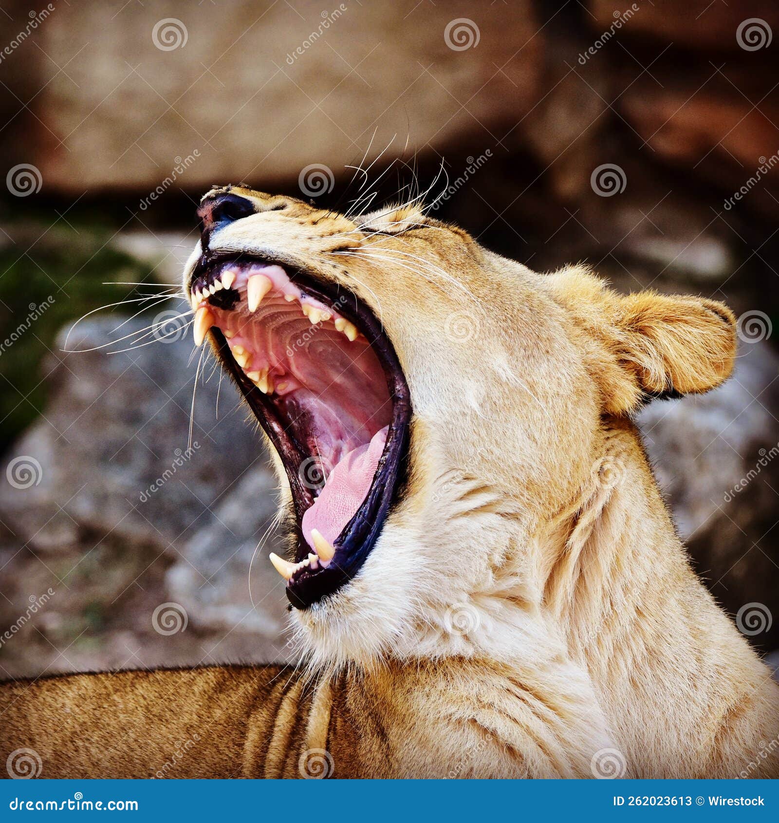 Closeup of the Lioness Roaring Stock Image - Image of roar, feline: 262023613