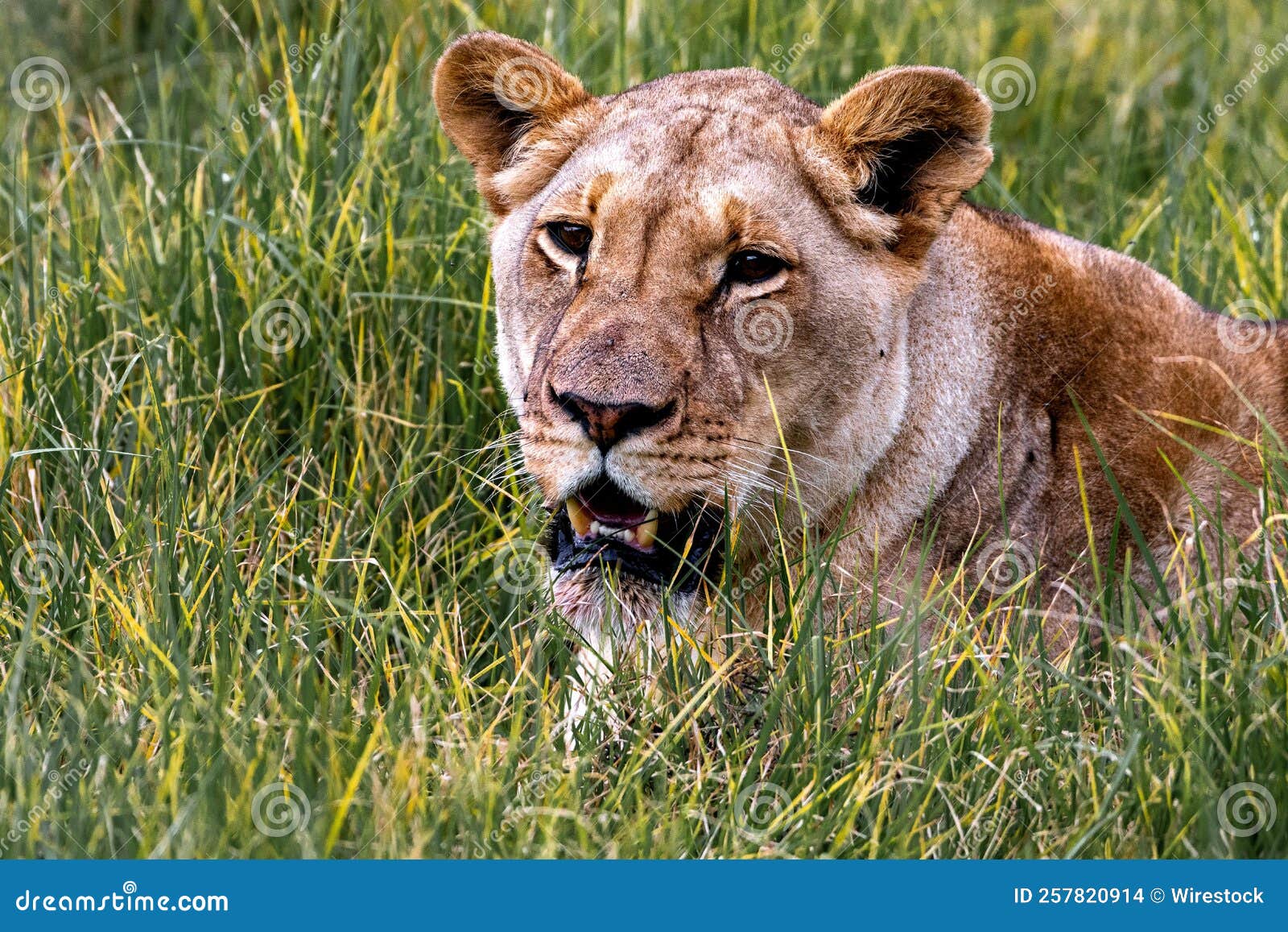 Closeup of a Lioness Roaring in the Wild Stock Photo - Image of roar ...