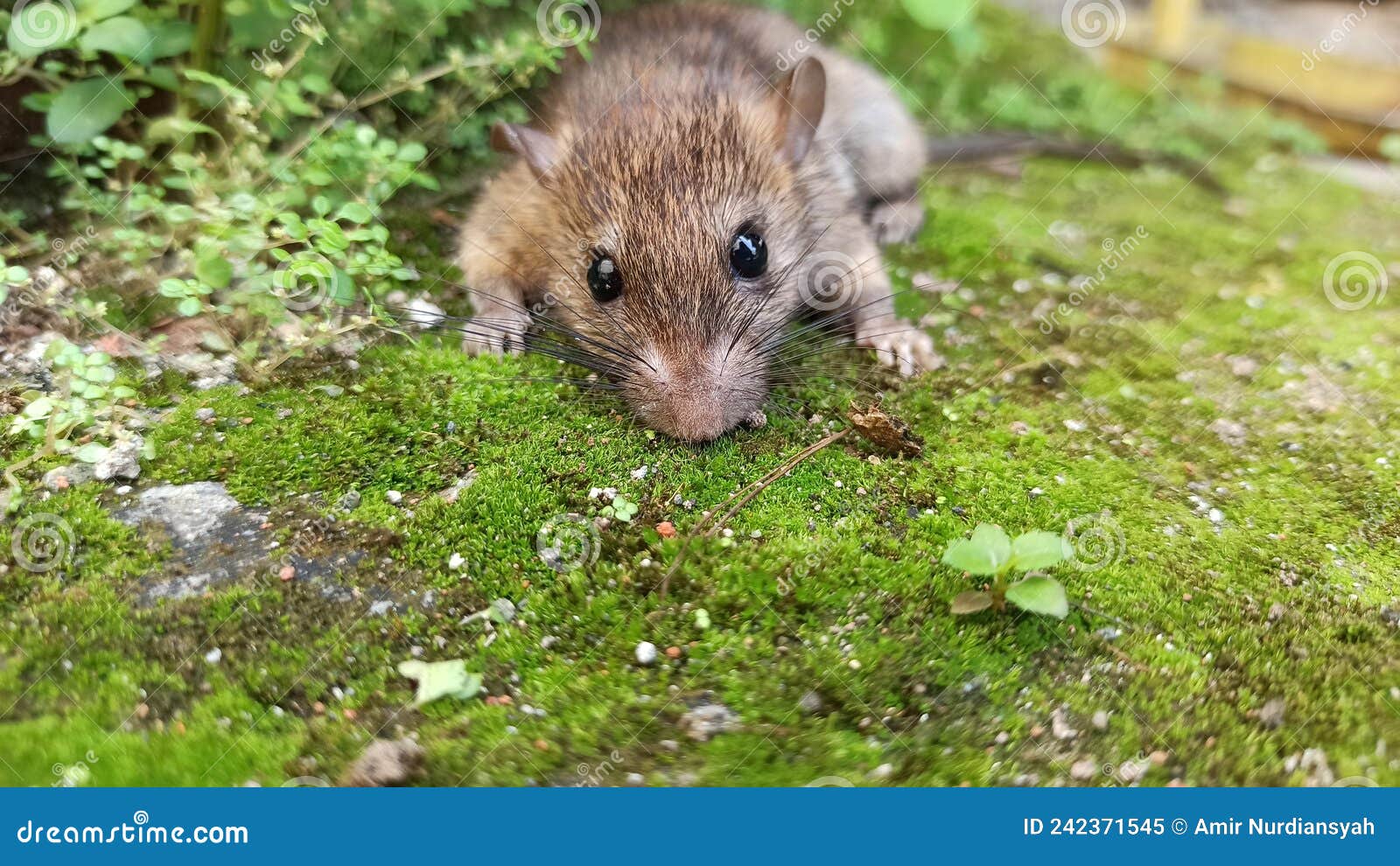Closeup of Little Brown Mouse Stock Image - Image of mouse, gerbil ...