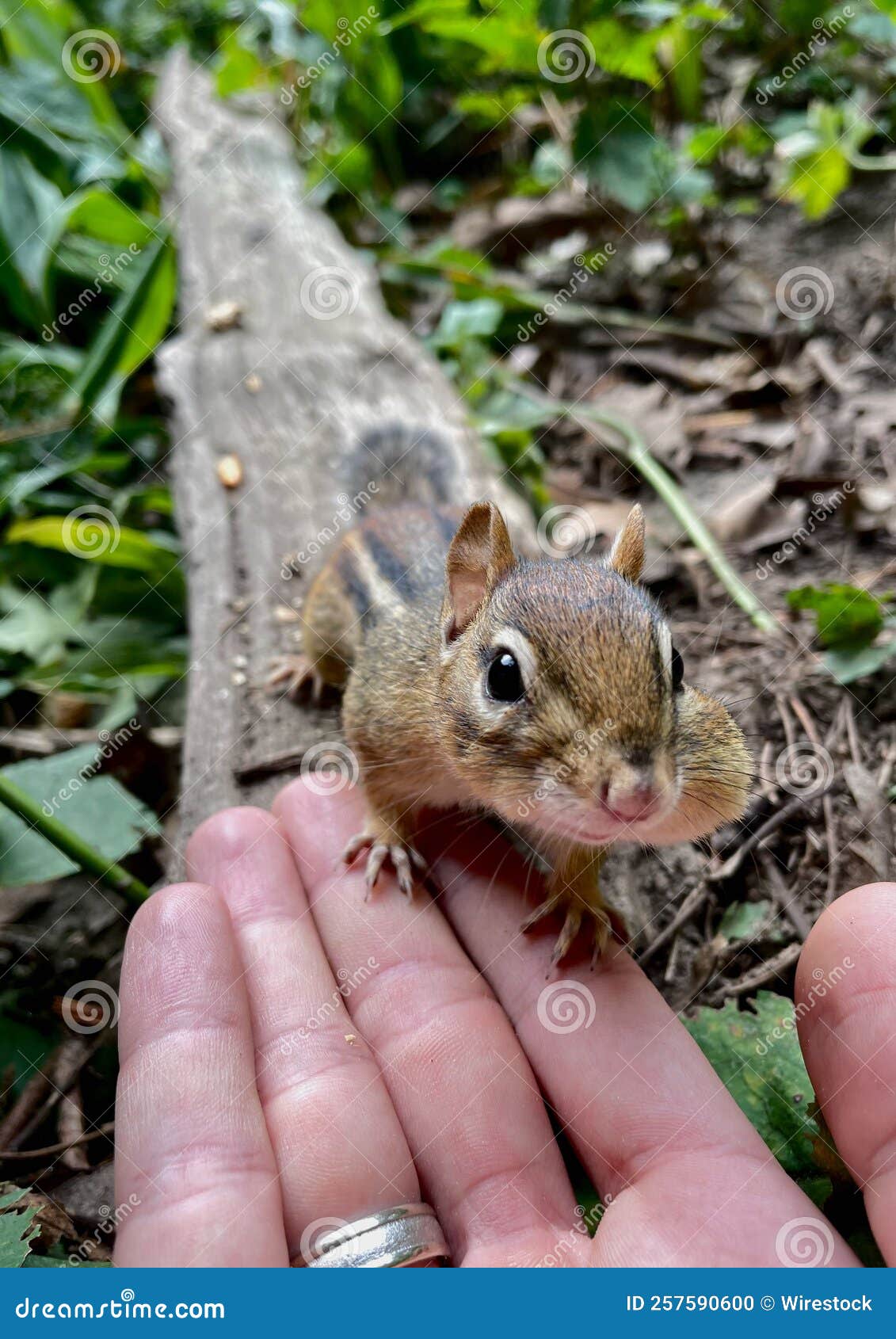 Closeup of Little Brown Squirrel on Human Hand Stock Photo - Image of ...