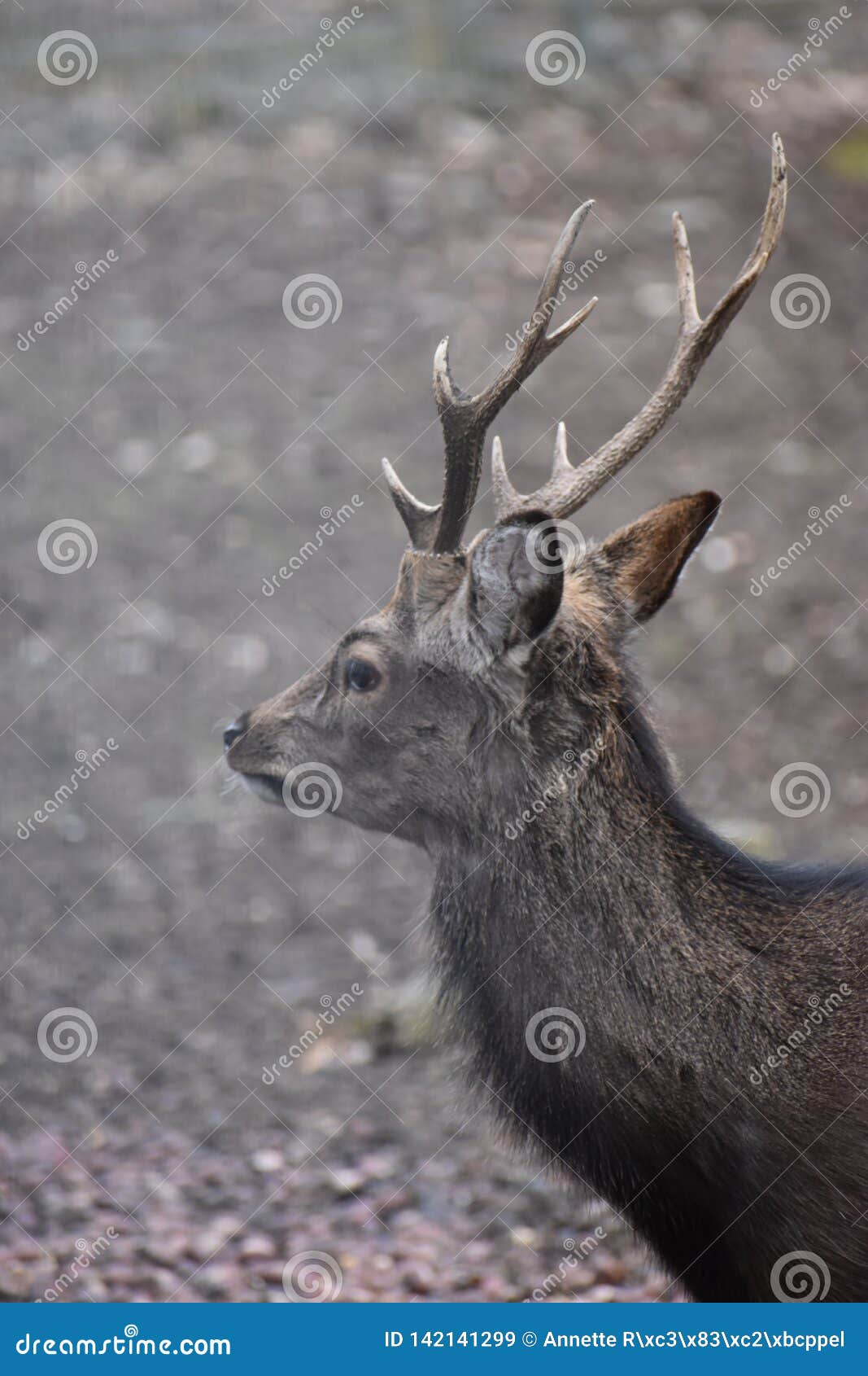 Closeup of a Little Stack in a Forest in Germany Stock Image - Image of ...