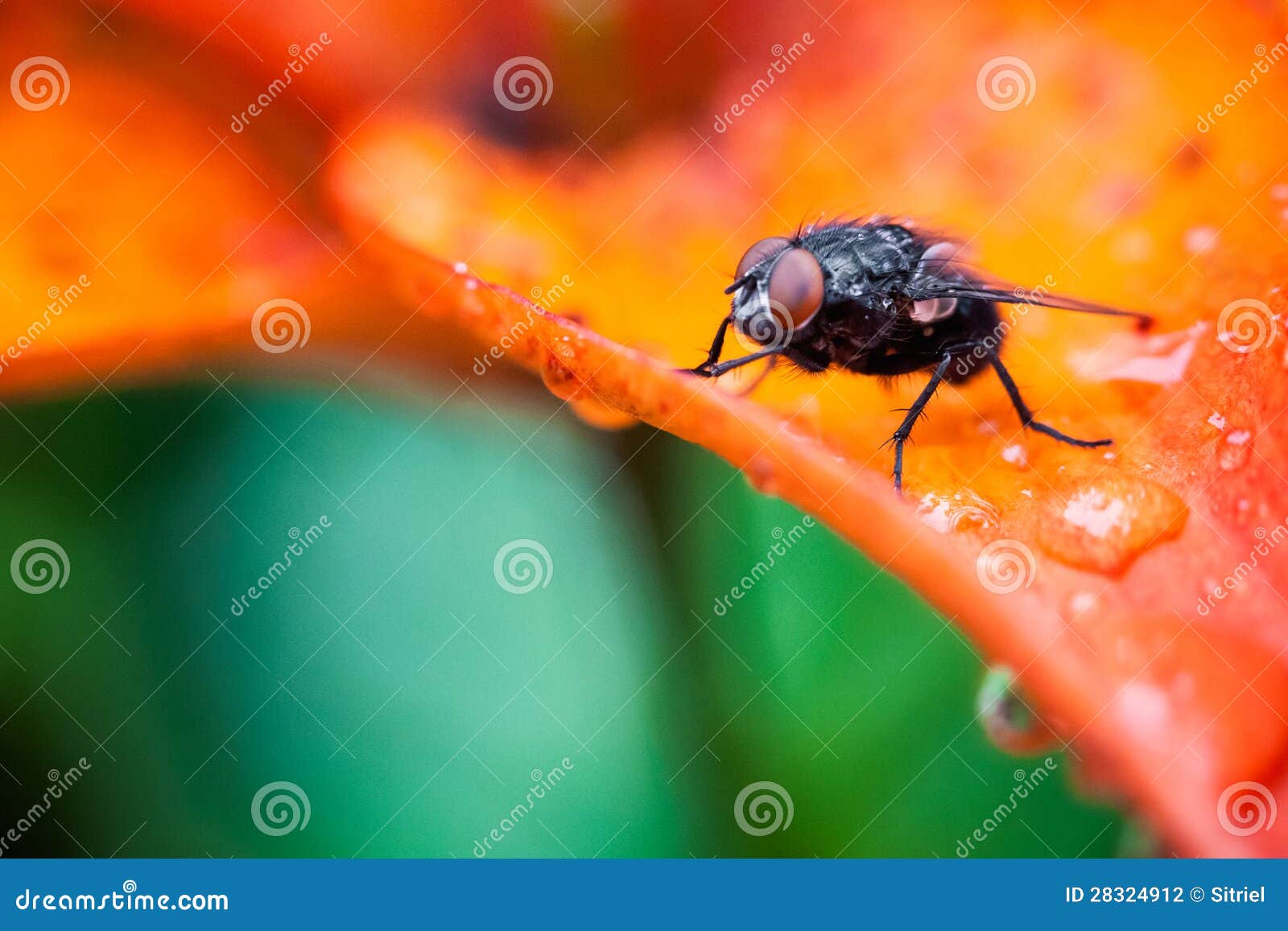 Closeup of little fly stock photo. Image of macrophotography - 28324912