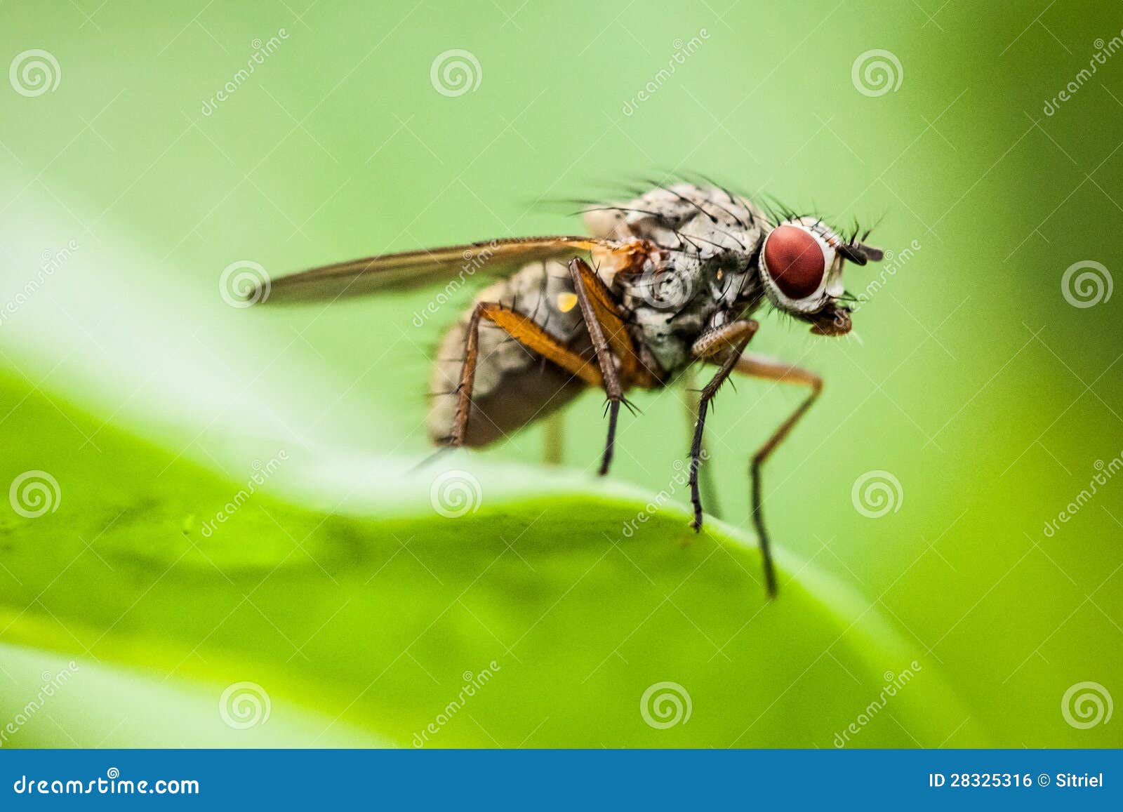 Closeup of little fly stock photo. Image of fauna, insects - 28325316