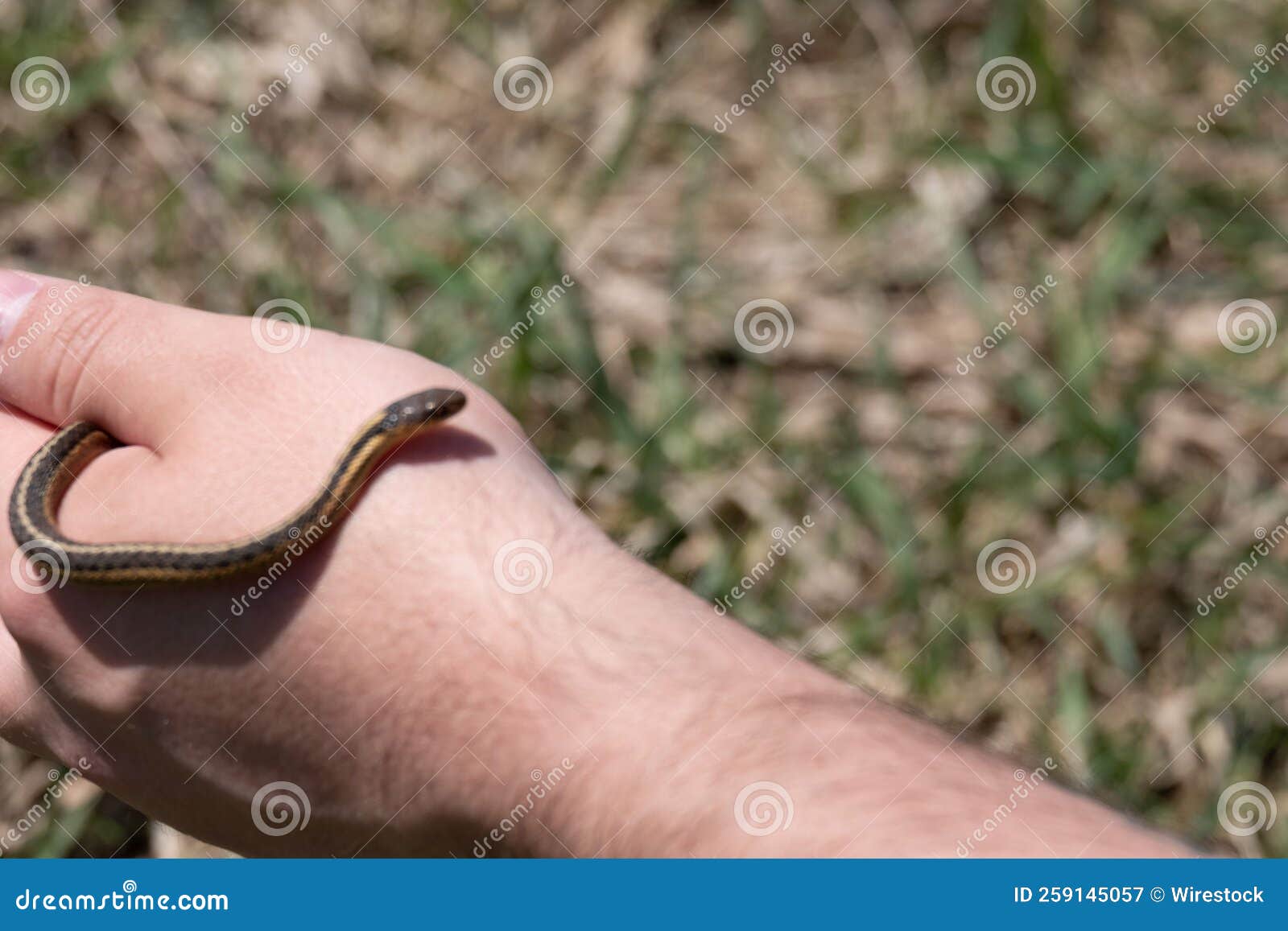 Closeup of Little Garter Snake on Human Hand Stock Image - Image of ...