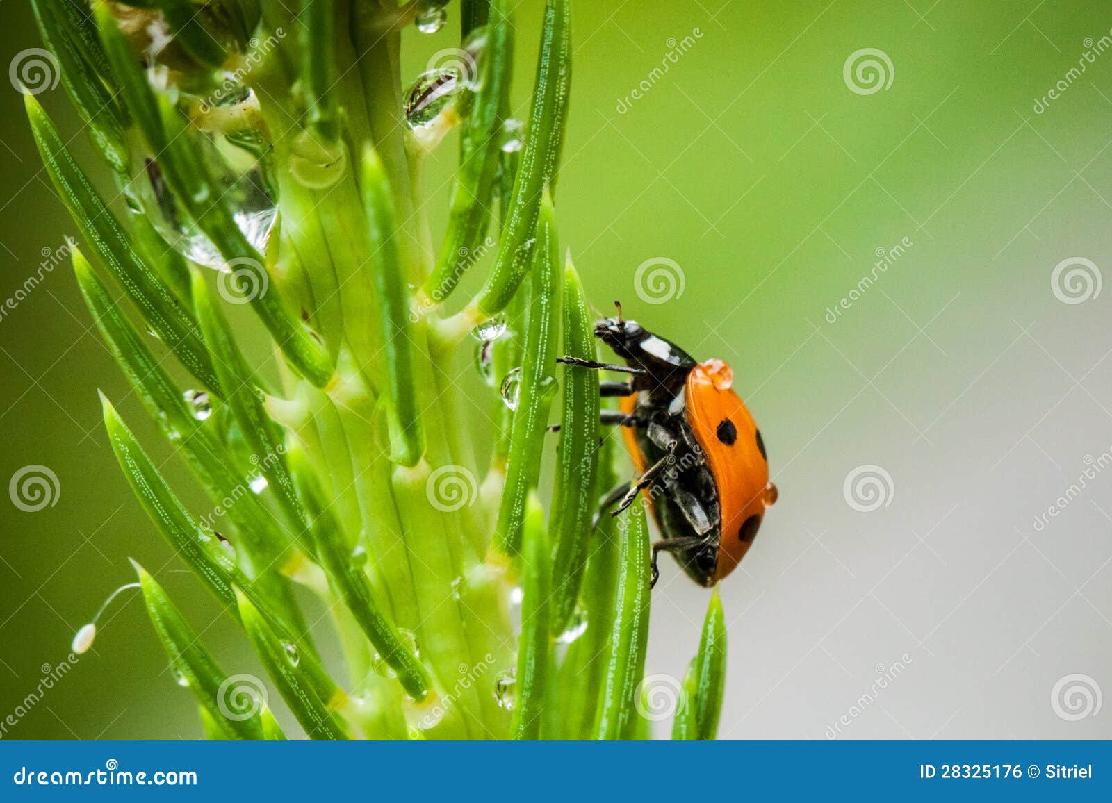 Closeup of little ladybird stock photo. Image of colorful - 28325176