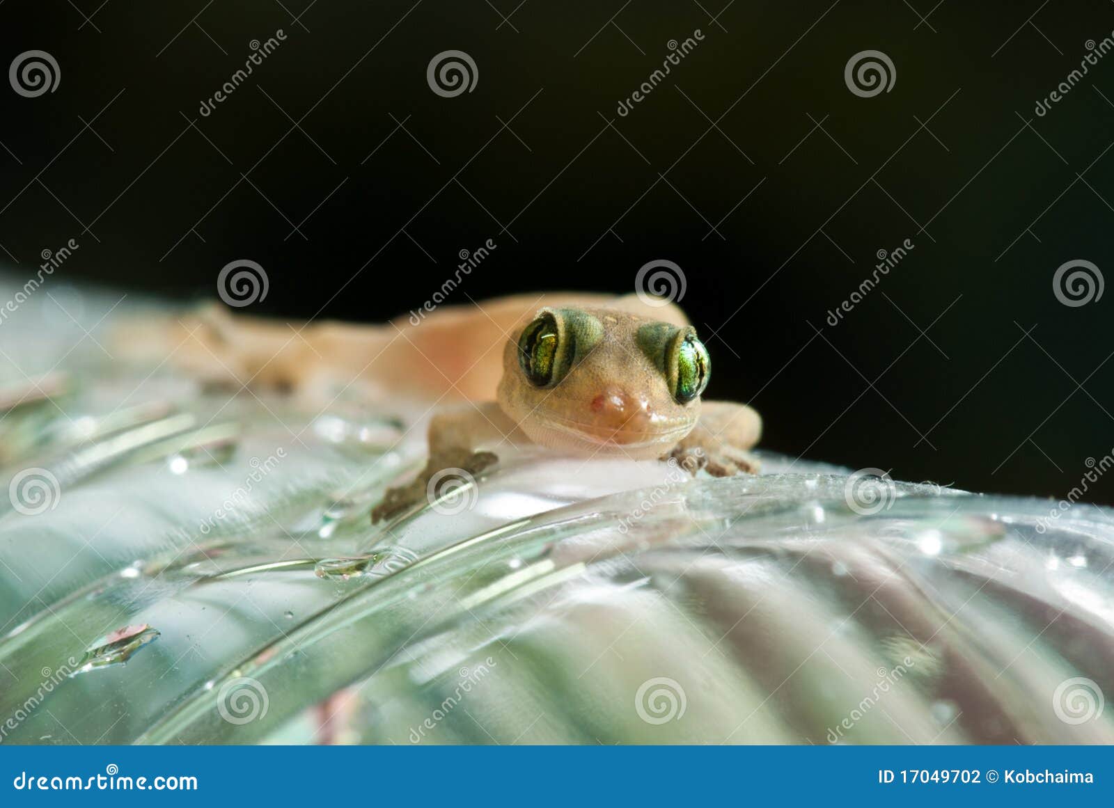 Closeup Of Little Lizard On Plastic Bottle Stock Photo - Image of ...