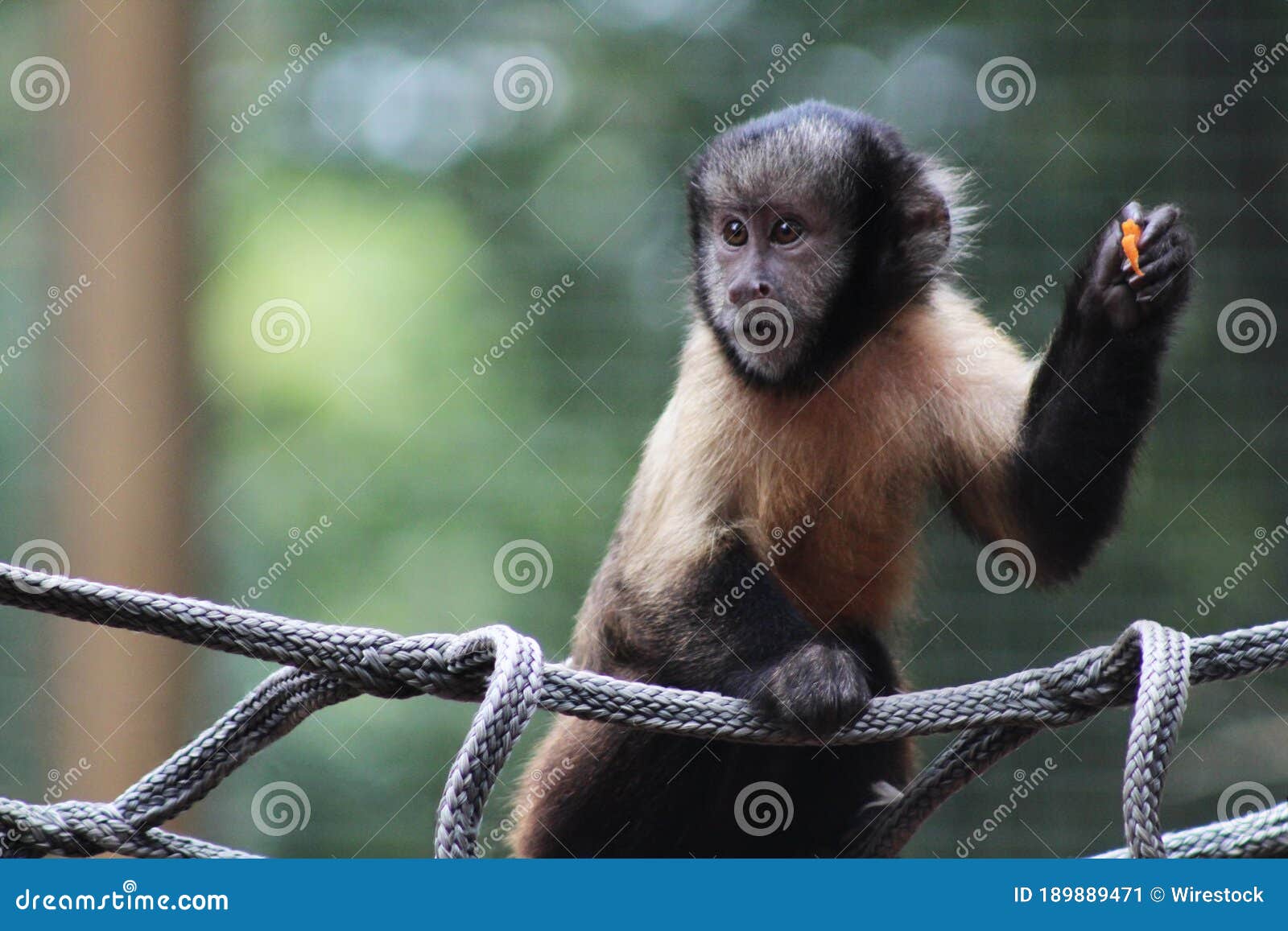Closeup of a Little Monkey on the Net Stock Image - Image of closeup ...