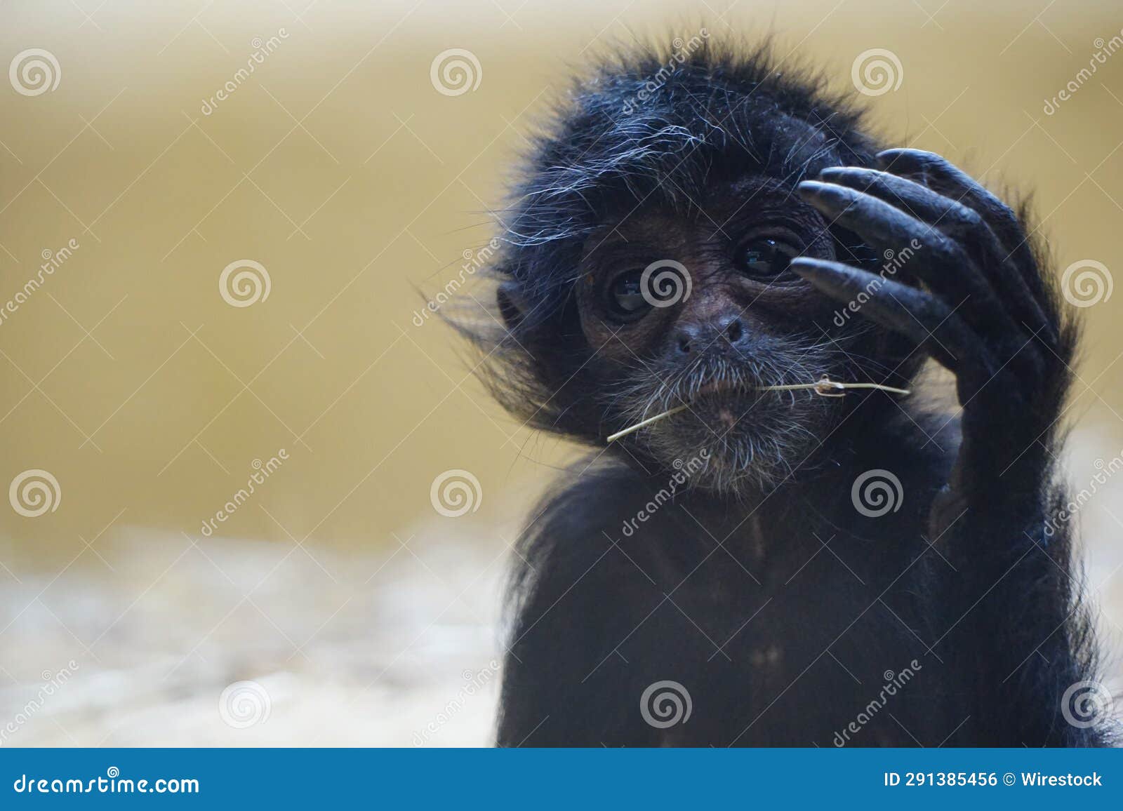 Closeup of an Little Monkey Seated in a Small, Enclosed Space Stock ...